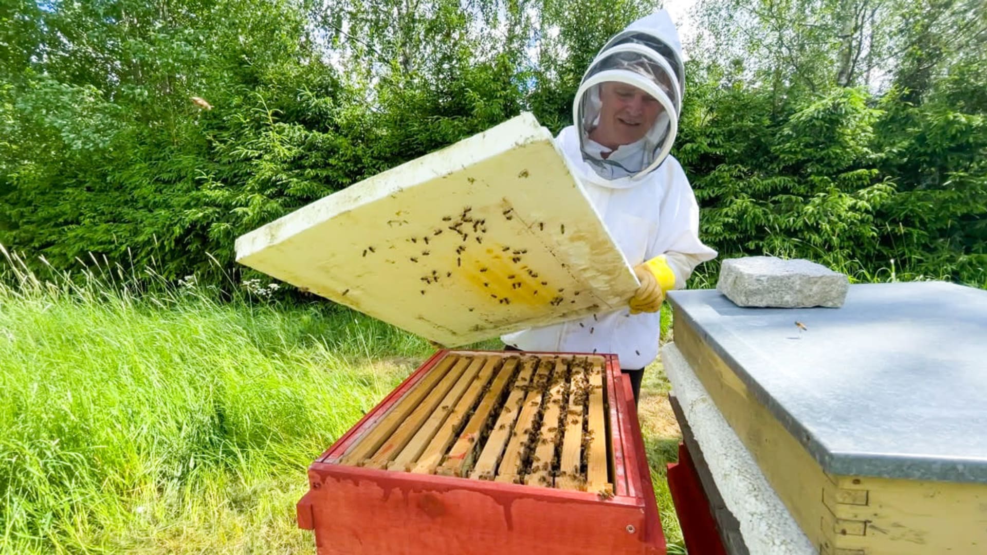 Bina håller på att dö ut - men Borgåbon Philip Breen är här för att ...