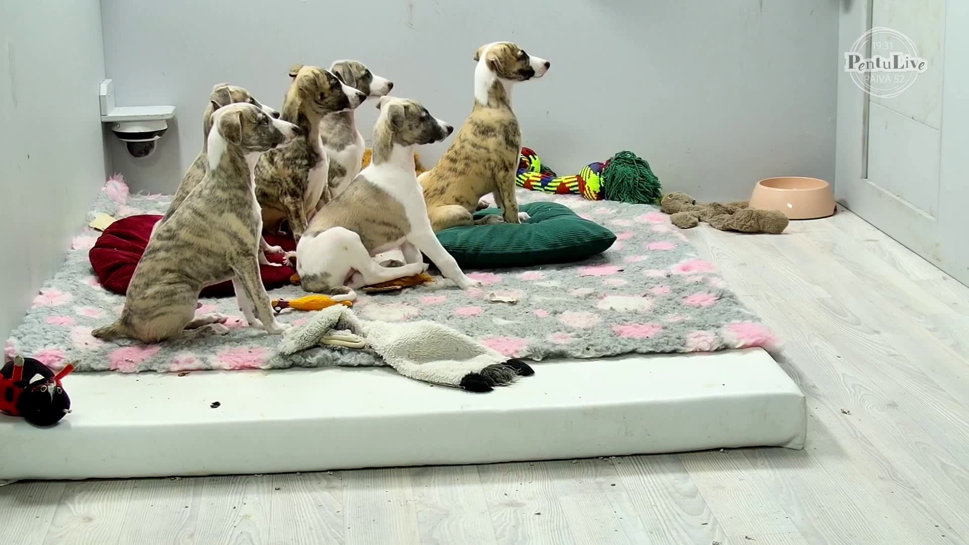 Pennut istuvat ja odottelevat | Pentulive | Yle Areena