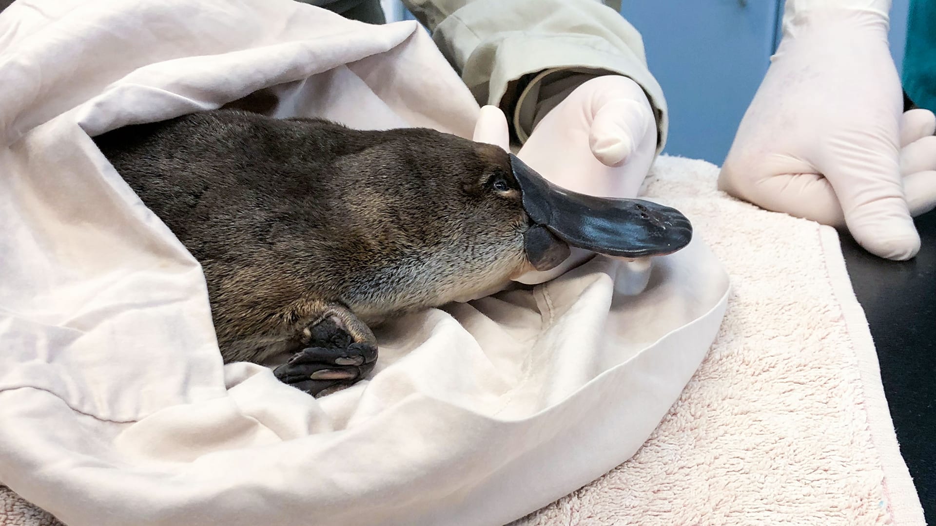 K1, J2: Vesinokkaeläin | Eläintarhan vilkas elämä | Yle Areena