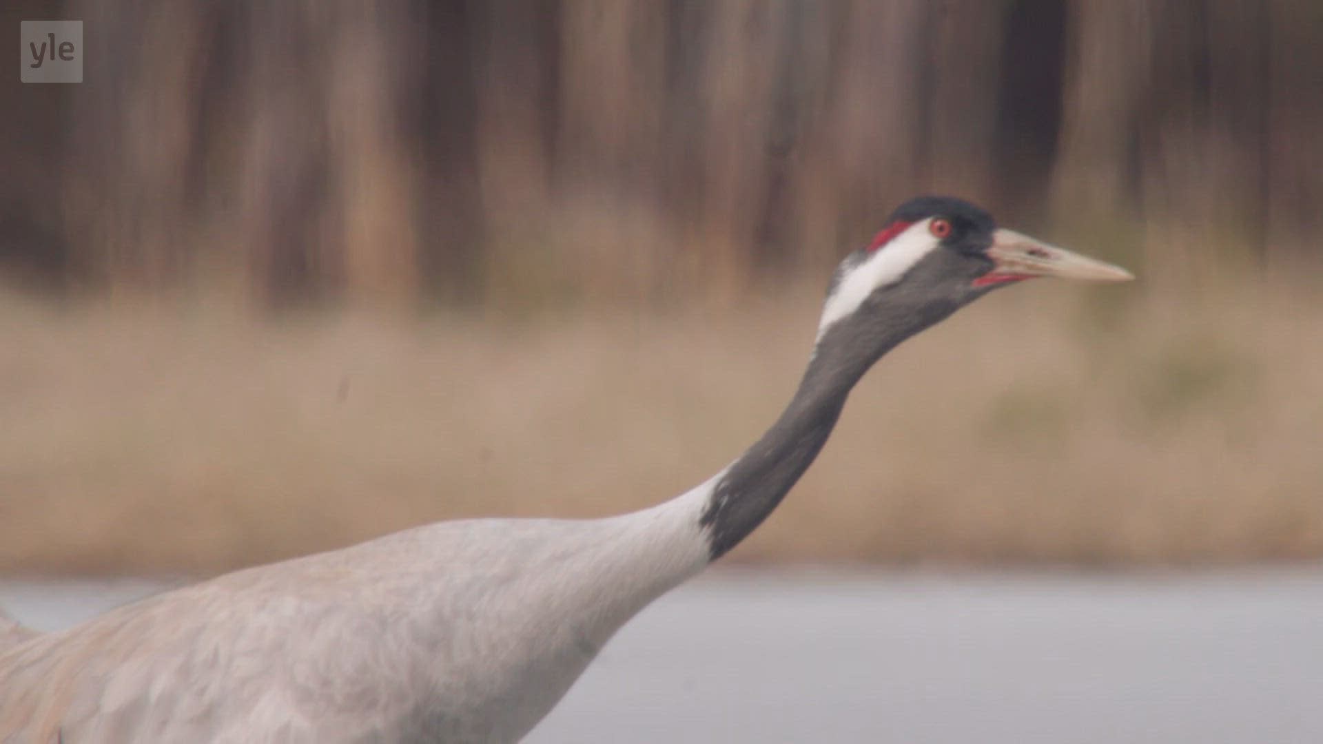 Vackra bilder på tranor i närbild | Trandansen | Yle Areena