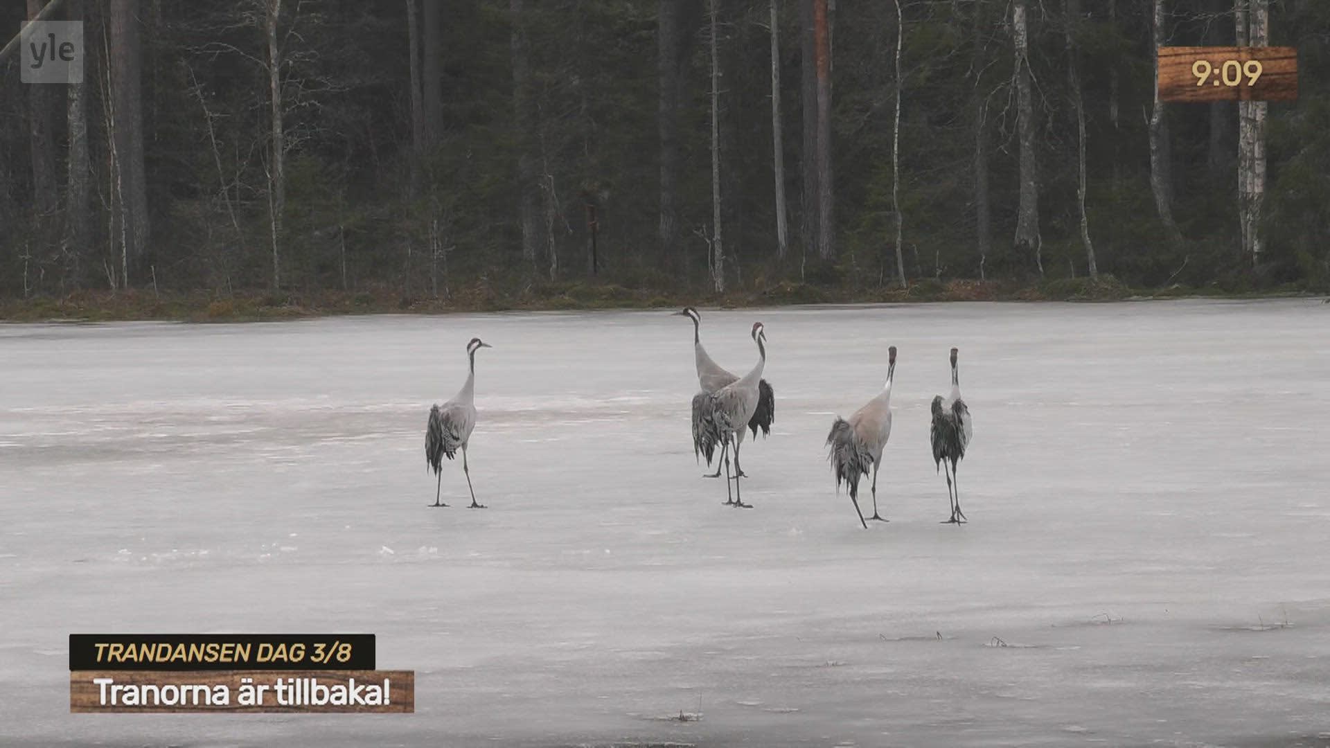 Rekord dag 3 - fem tranor på en gång! (längre version) | Trandansen ...