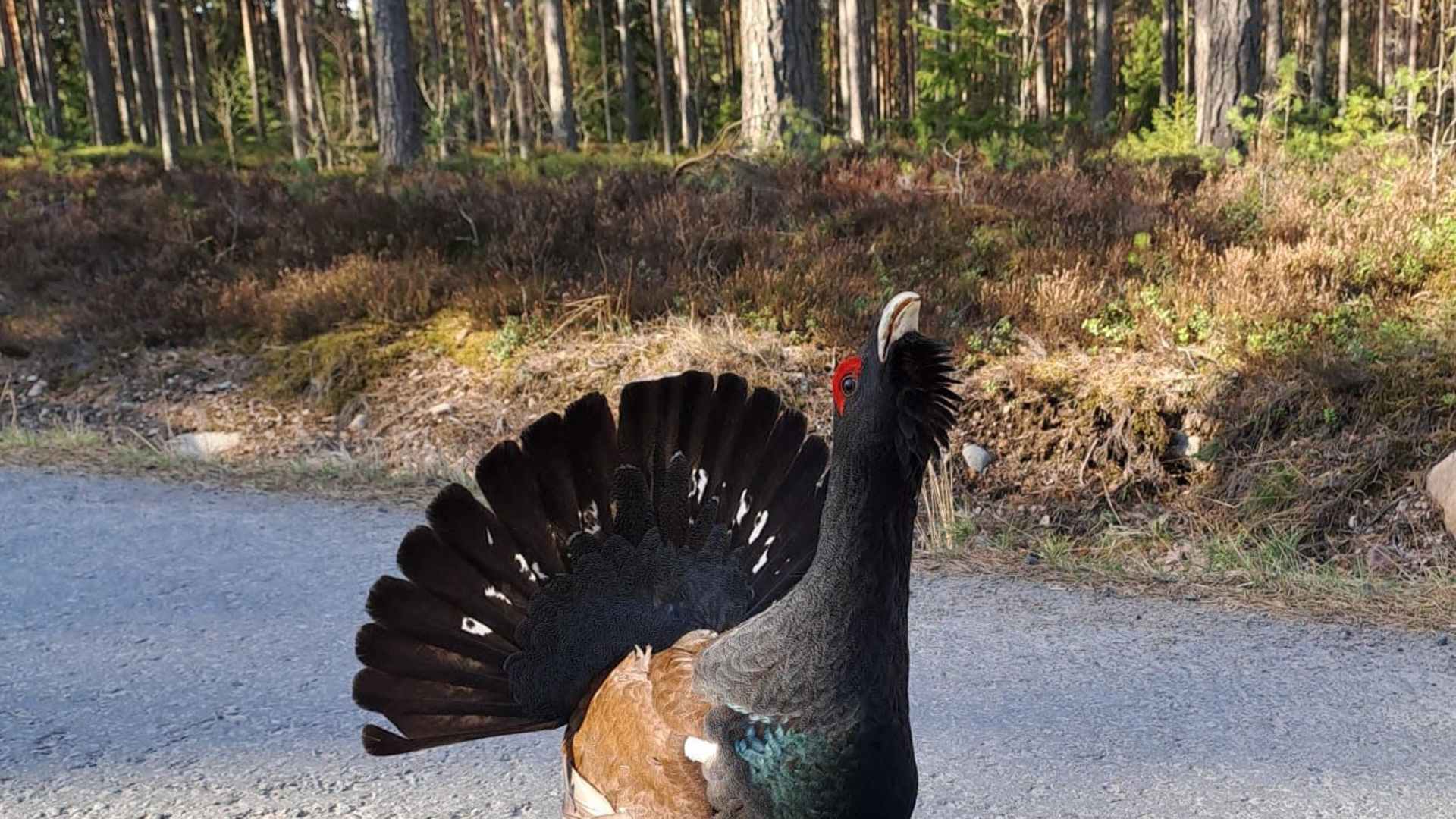Kiukkuinen ukkometso rauhoittui vasta tanssittamalla ja hippaa ...