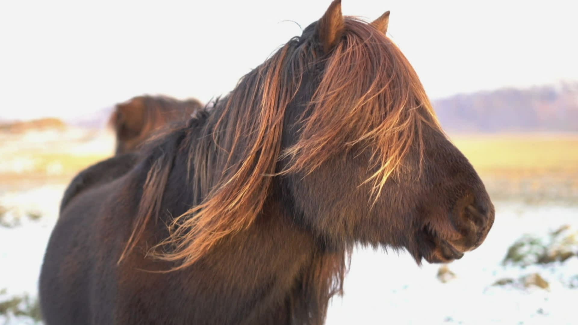 K1, J8: Muotia | Hupsut eläinvideot | Yle Areena