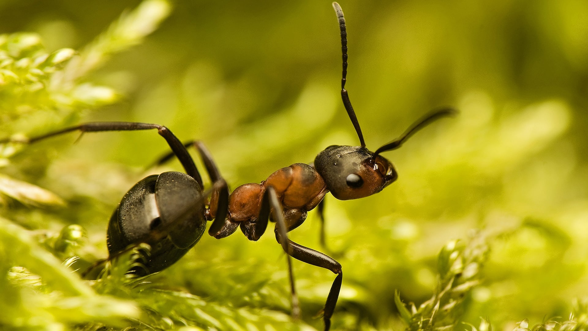 S1, A4: Myror | Naturstund: Djurvärldens under | Yle Arenan