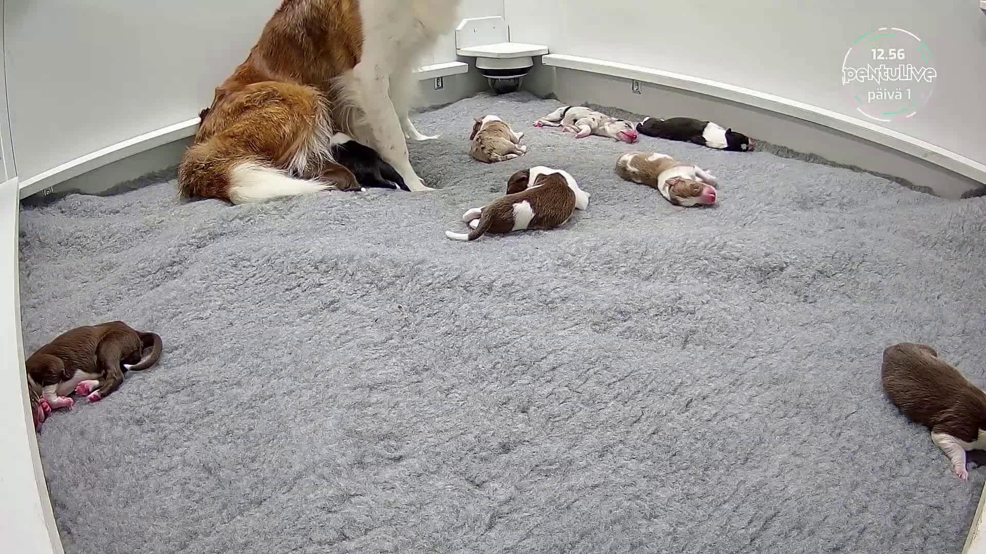 Miinaharava | Pentulive | Yle Areena