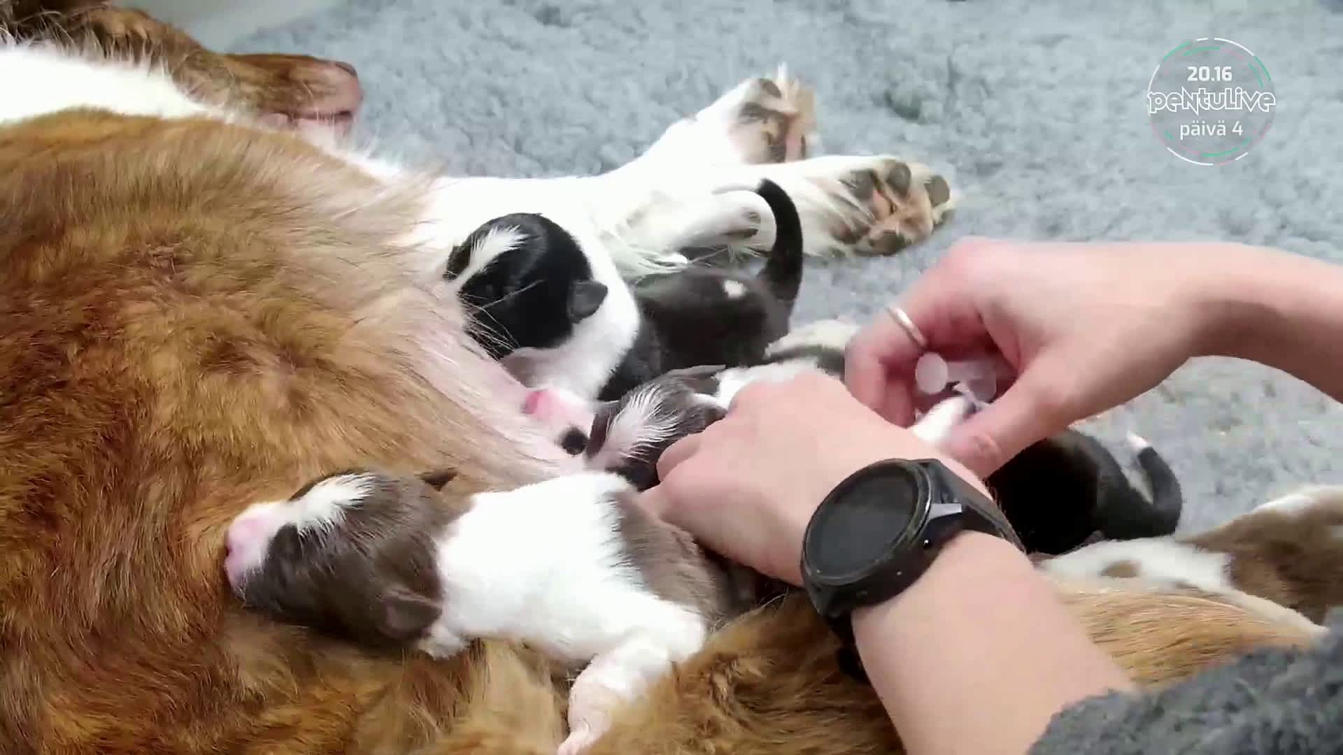 Loimu-emo on täydellinen liukumäki | Pentulive | Yle Areena