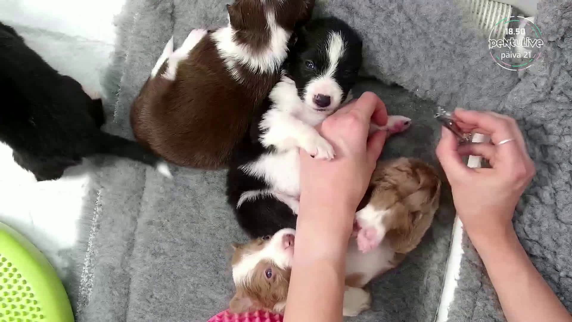 Kolmeviikkoisten pentujen kysienleikkuuta | Pentulive | Yle Areena