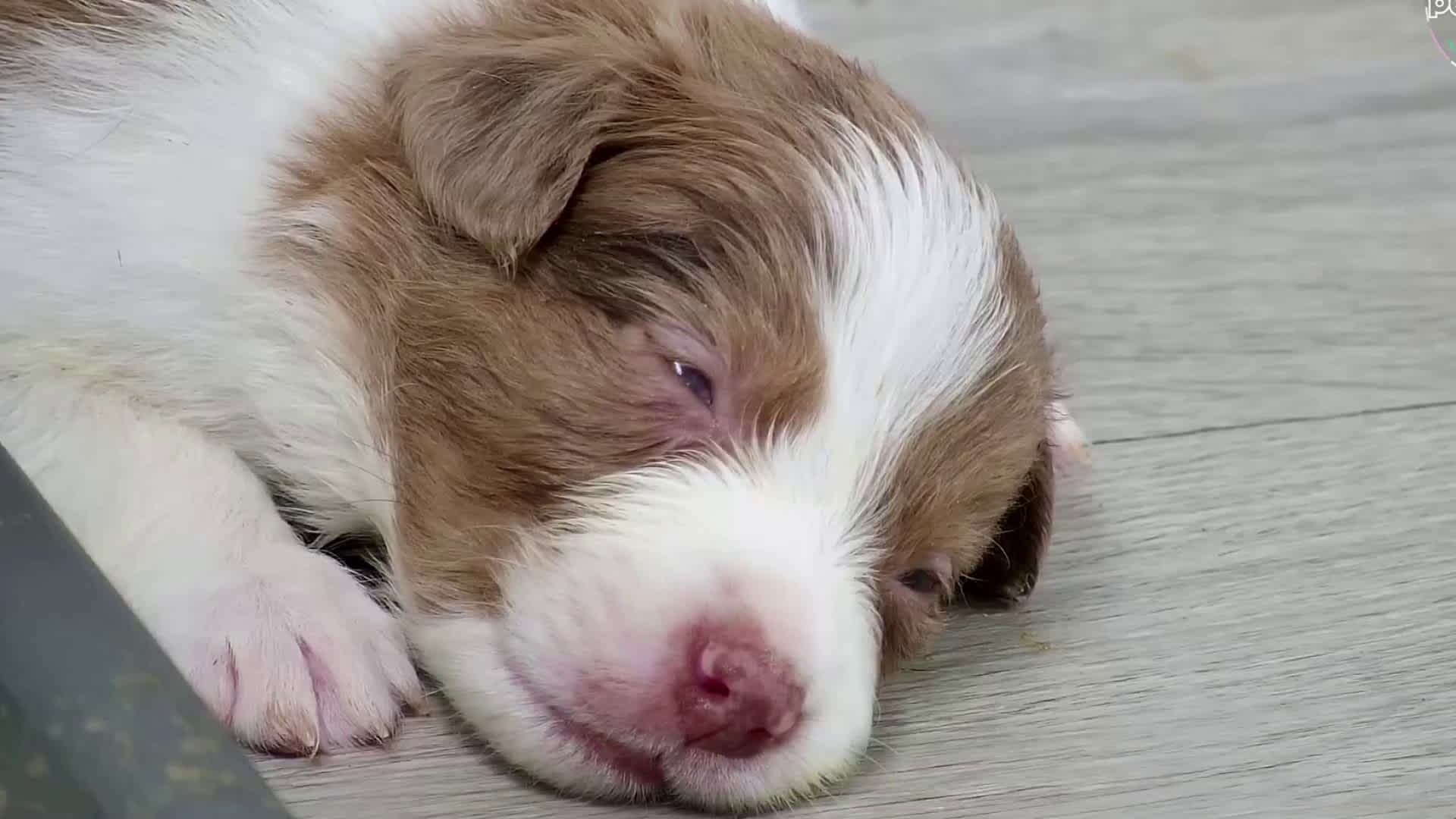 Unihiekkaa pentusille | Pentulive | Yle Areena