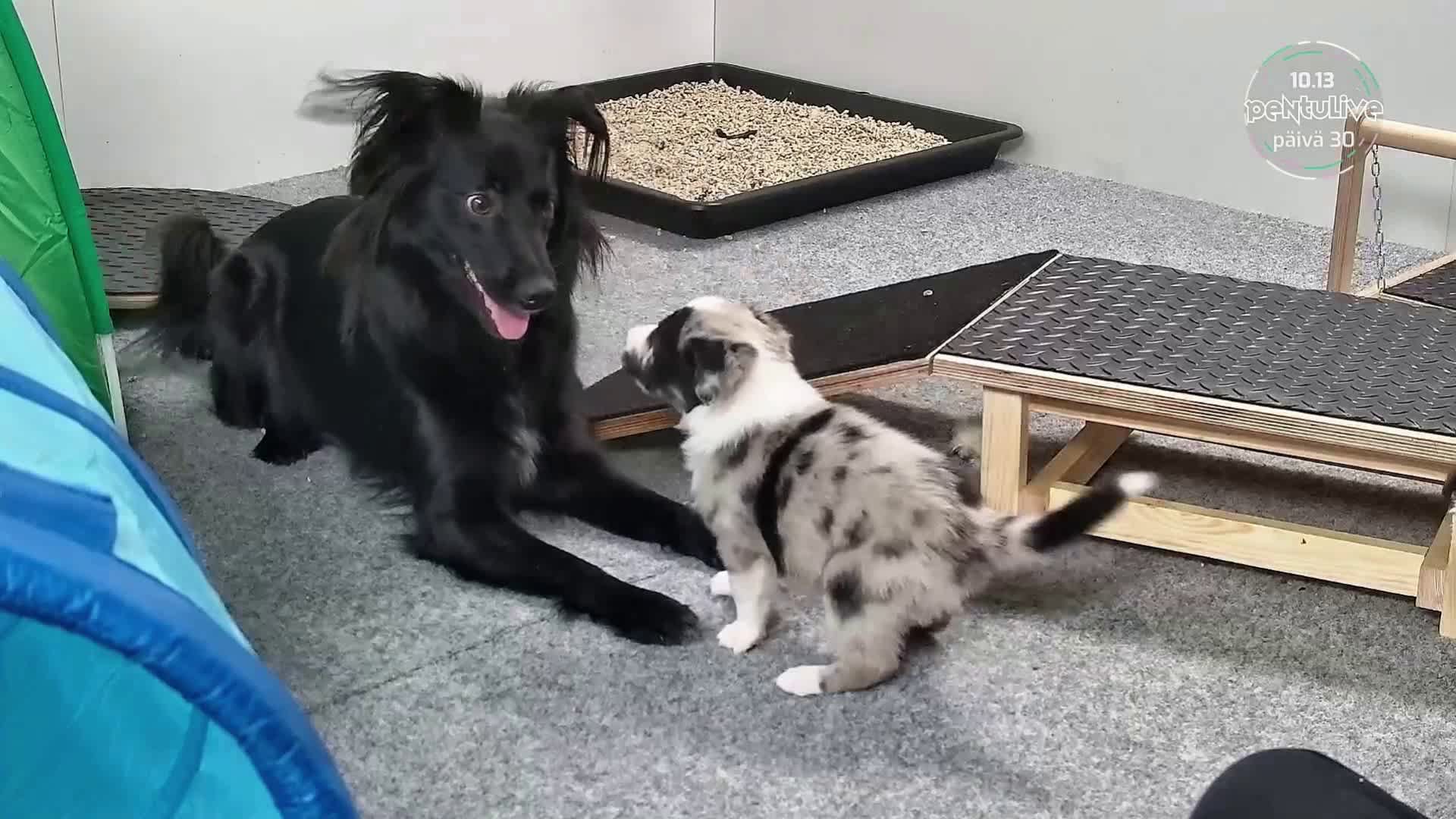 Hehku pääsi leikkimään pentujen kanssa | Pentulive | Yle Areena