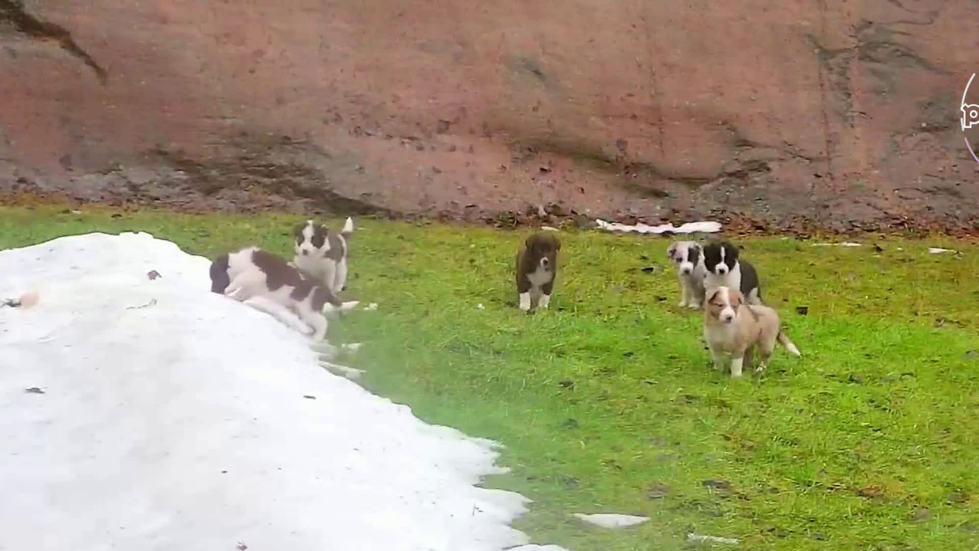 Pentujen ensimmäinen ulkoilu | Pentulive | Yle Areena