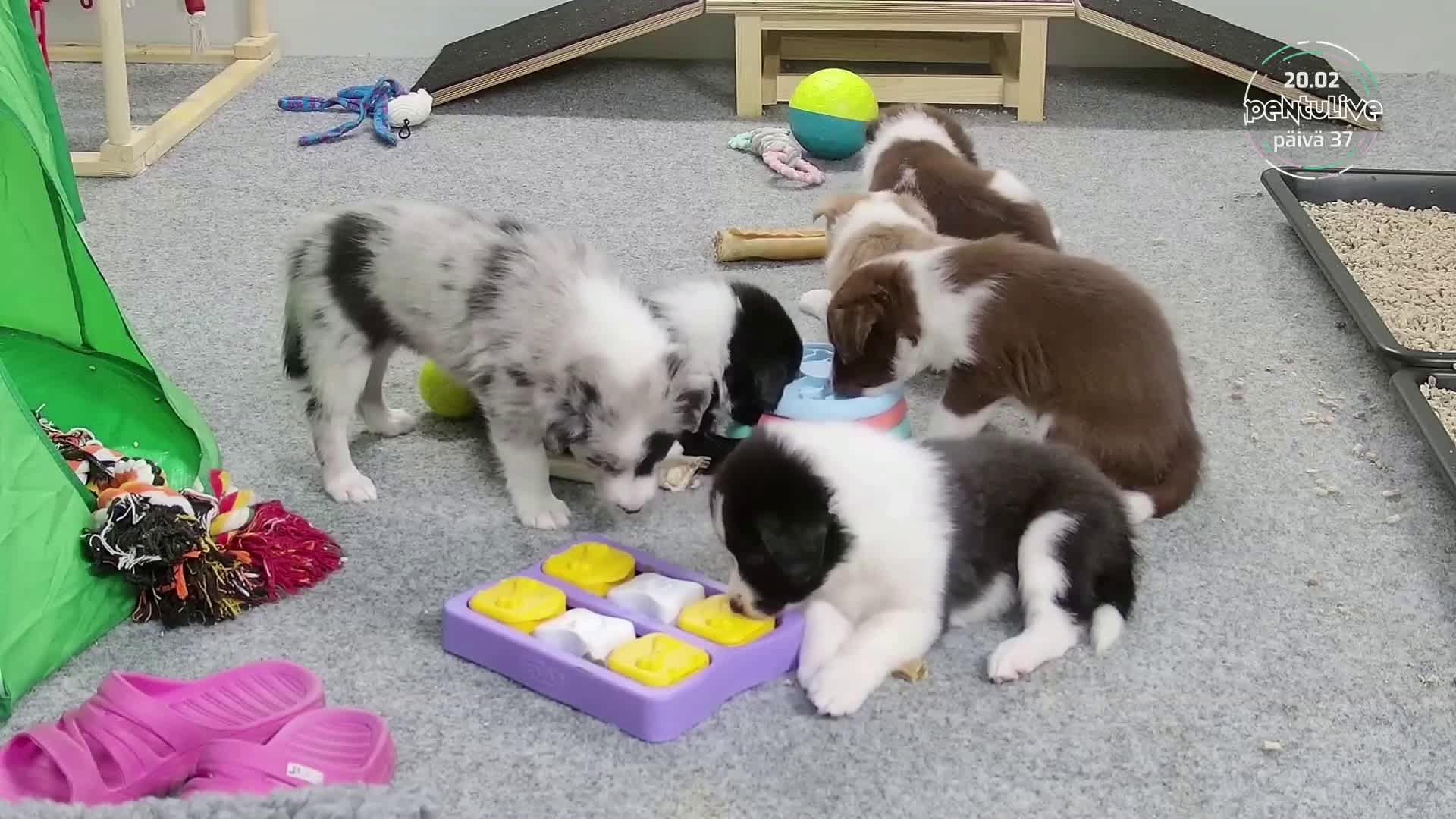 Pennut ja uusi virikelelu | Pentulive | Yle Areena