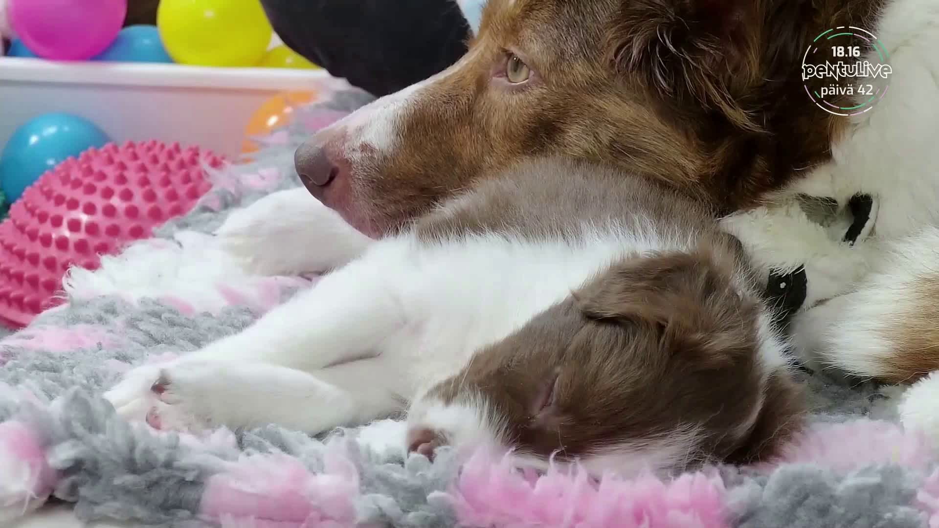 Tuike-tyyny, paras tyyny | Pentulive | Yle Areena