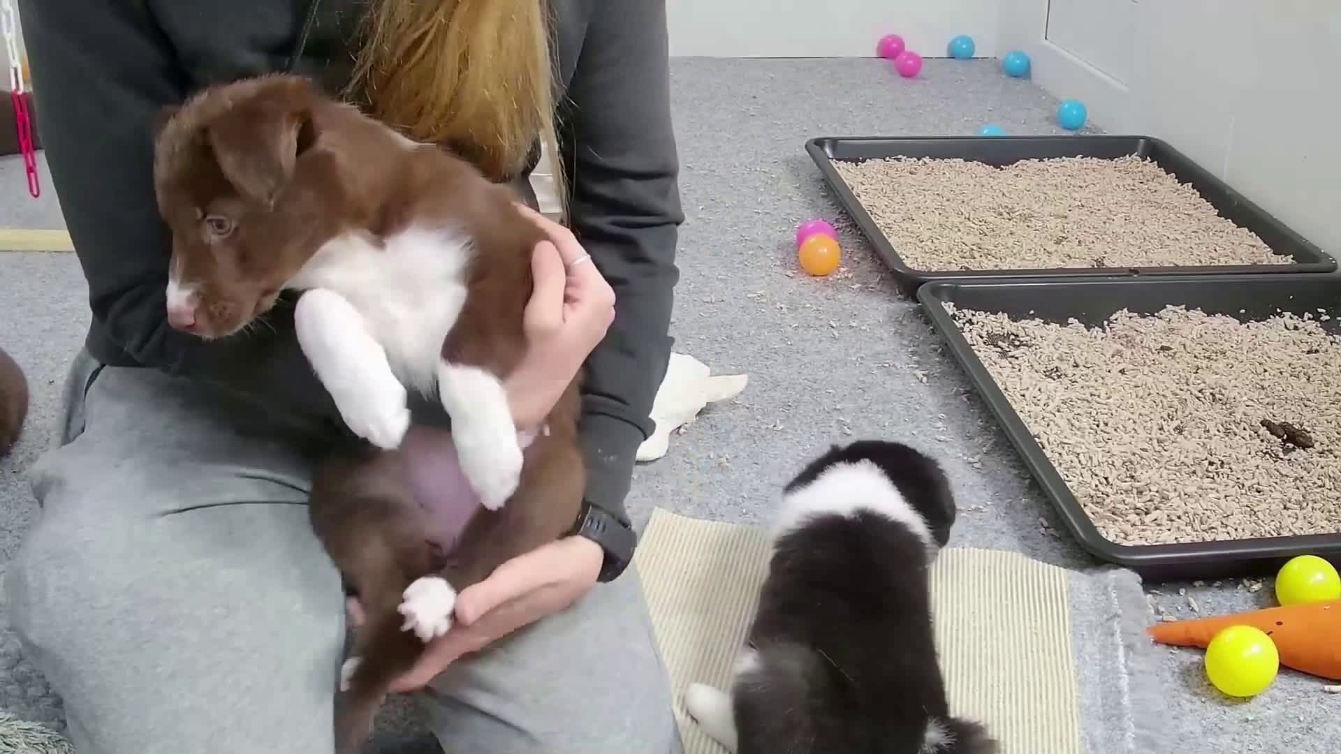 Hei-hei, ystävämme Säde | Pentulive | Yle Areena