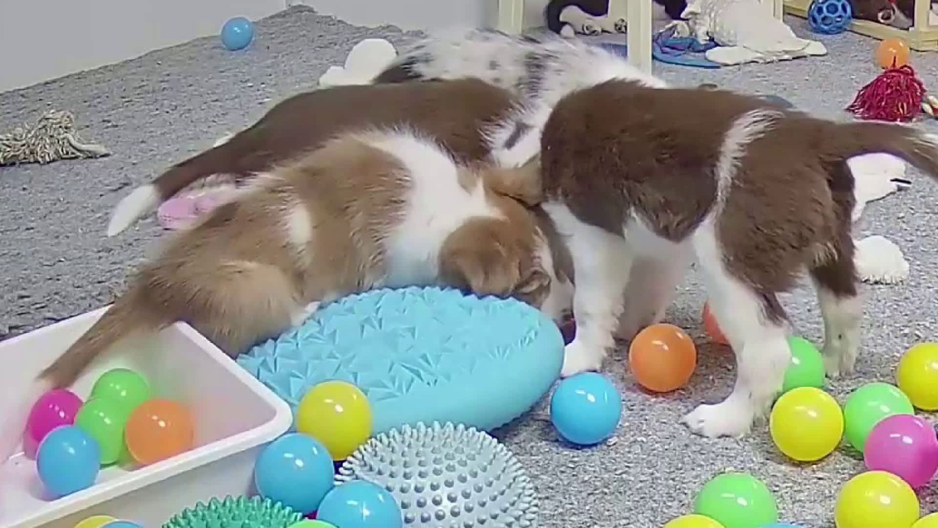 Vaakkuin herra | Pentulive | Yle Areena