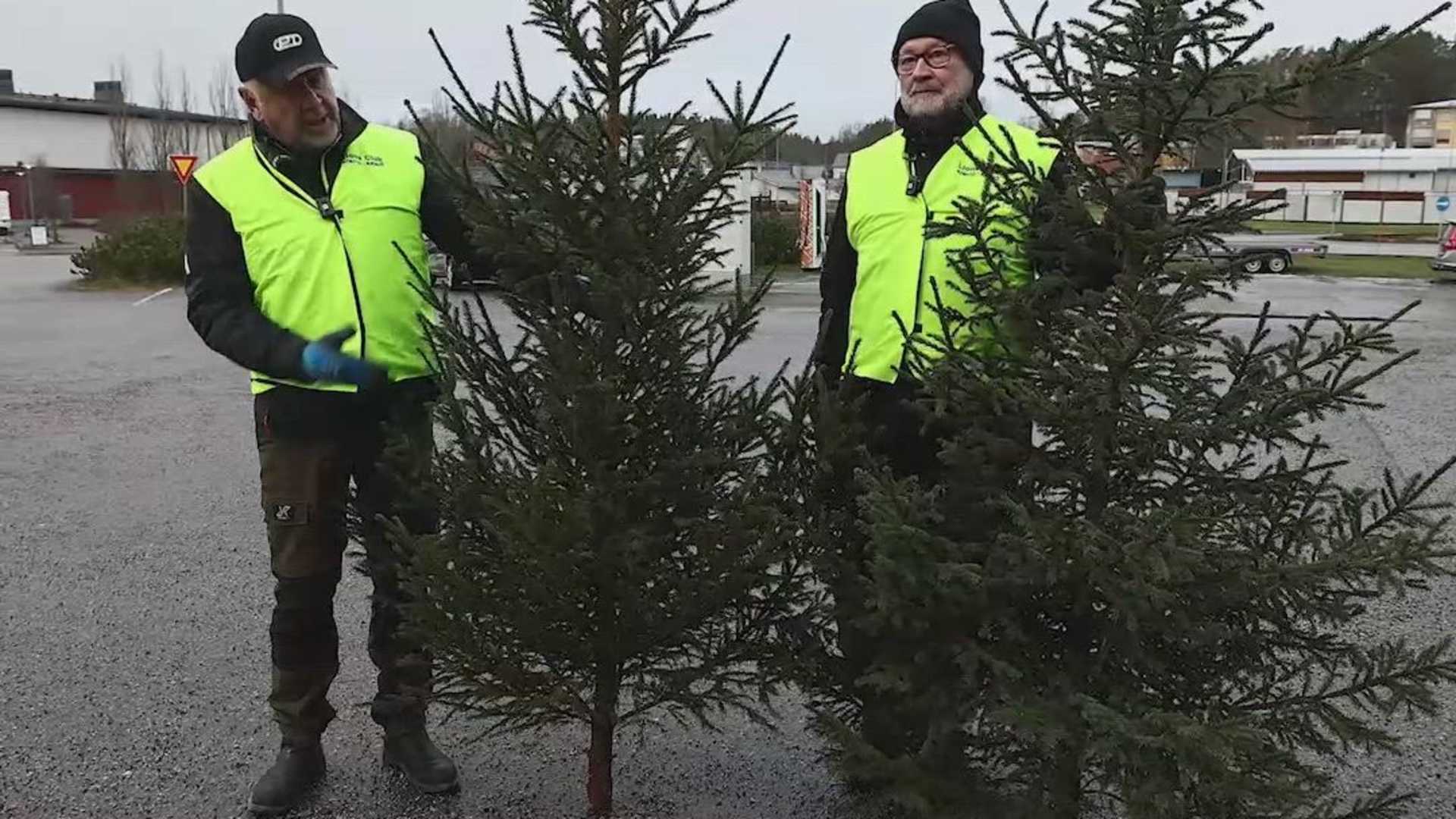 Hurdan är en perfekt julgran? Julgransförsäljare berättar | Yle Åboland ...