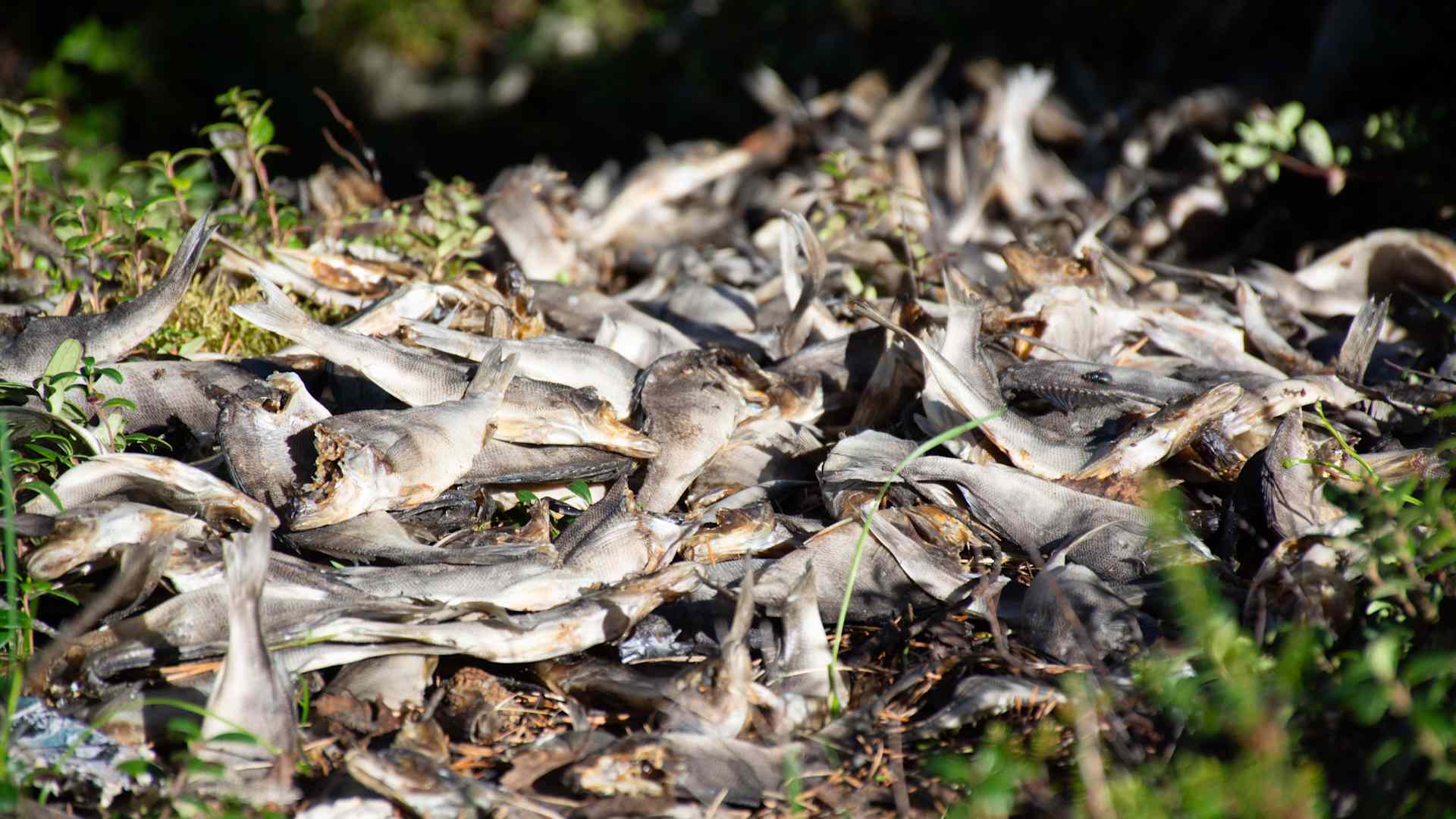Guolit guđđon meahccái guohcagit | Yle Säämi videoh - Yle Sámi videot ...