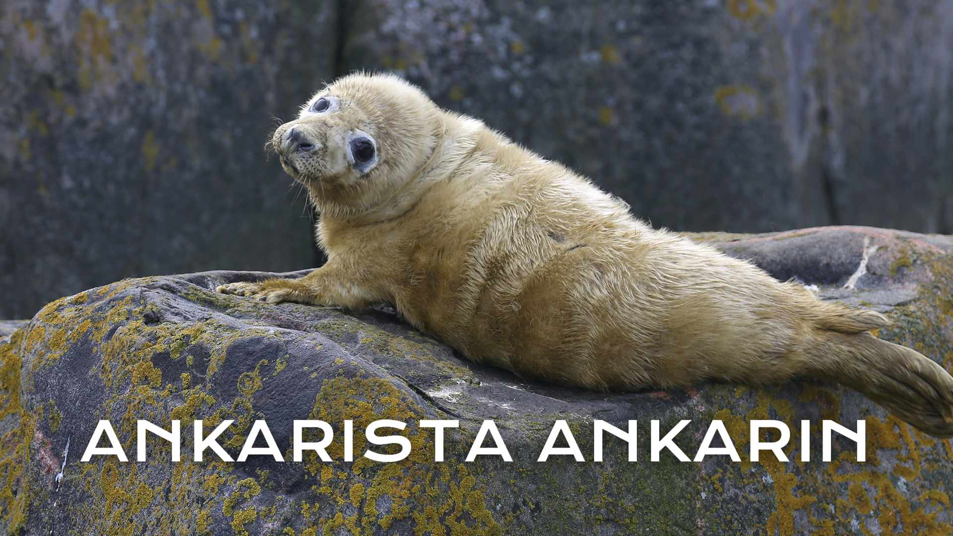 Traileri: Ankarista ankarin | Traileri | Yle Areena