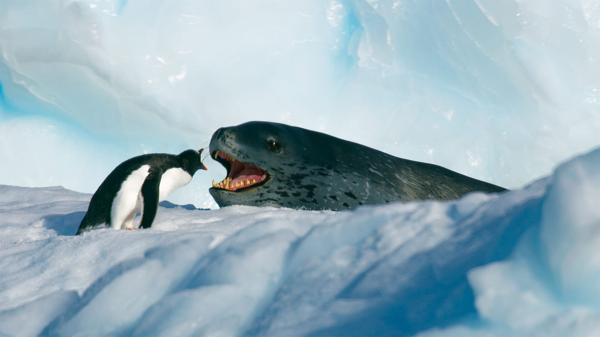 K1, J1: Antarctica | Seven Worlds, One Planet | Yle Areena