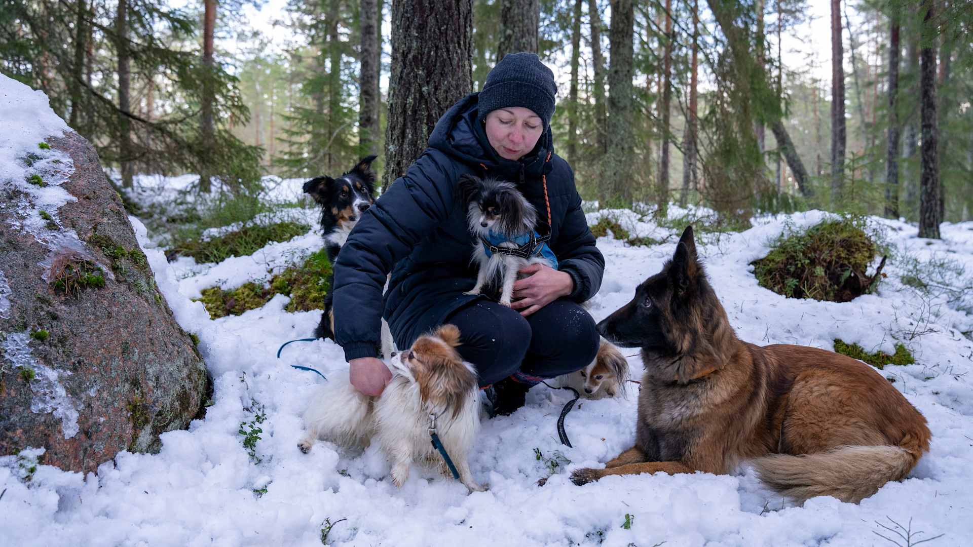 Det här ska du lära din hund om du vill låta den springa lös | Yle ...