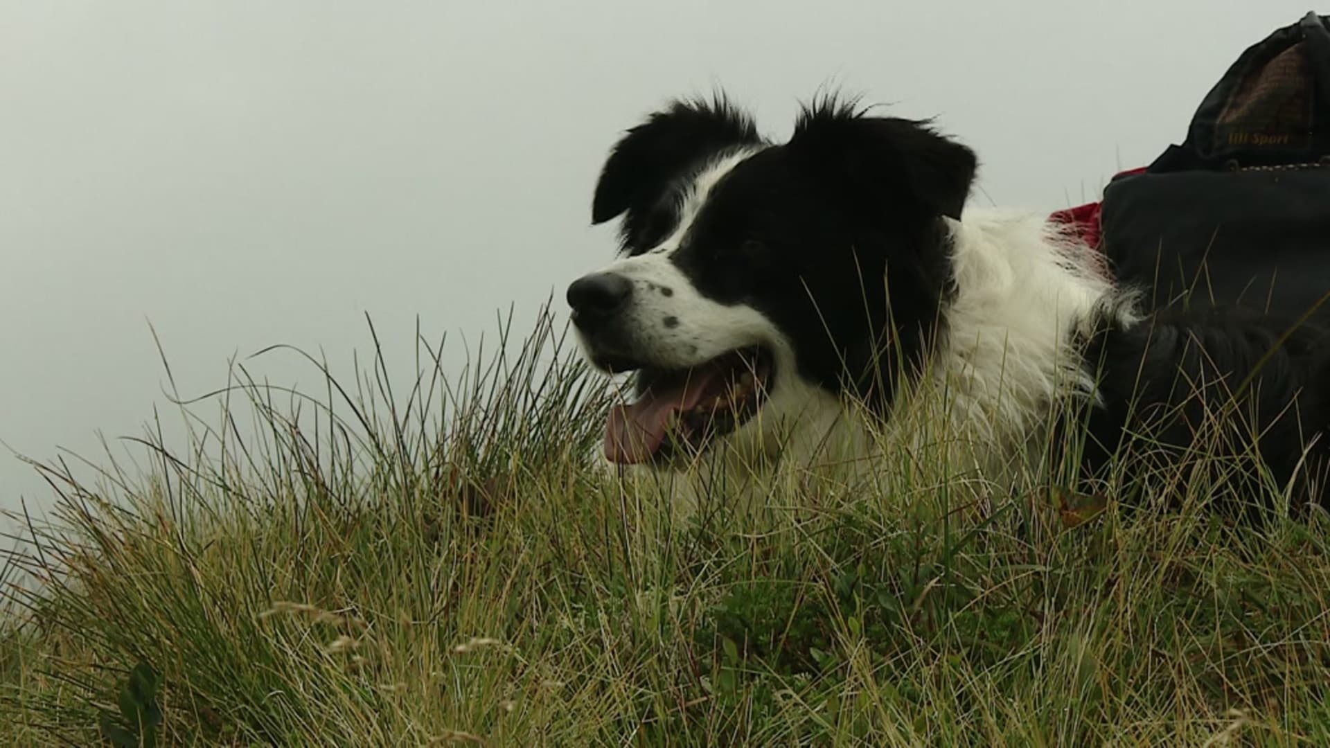 Paimenkoira | Näin Norjassa | Yle Areena