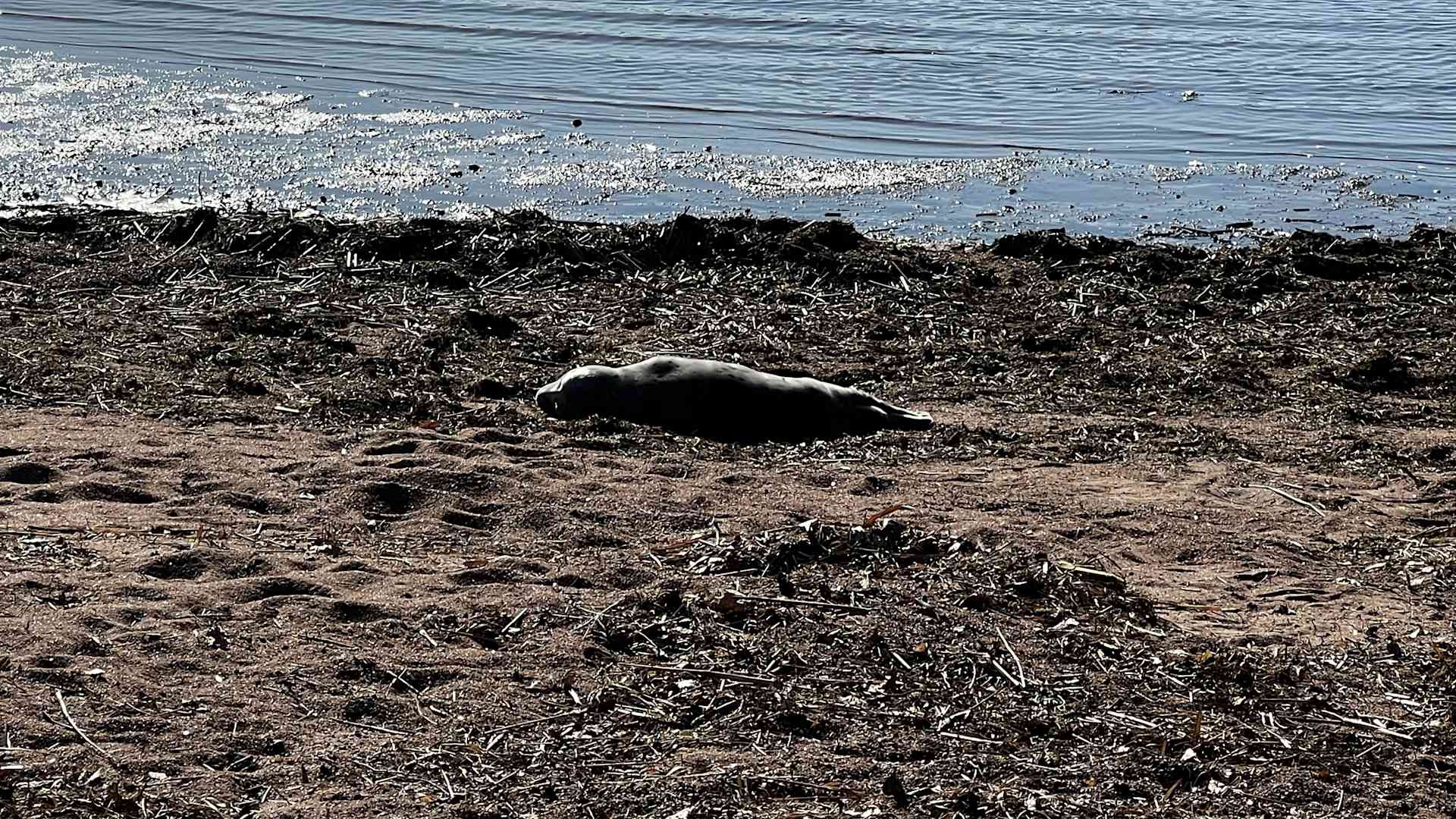 Kotkalaisella rannalla köllötti hylje | Yle Kaakkois-Suomen videot ...