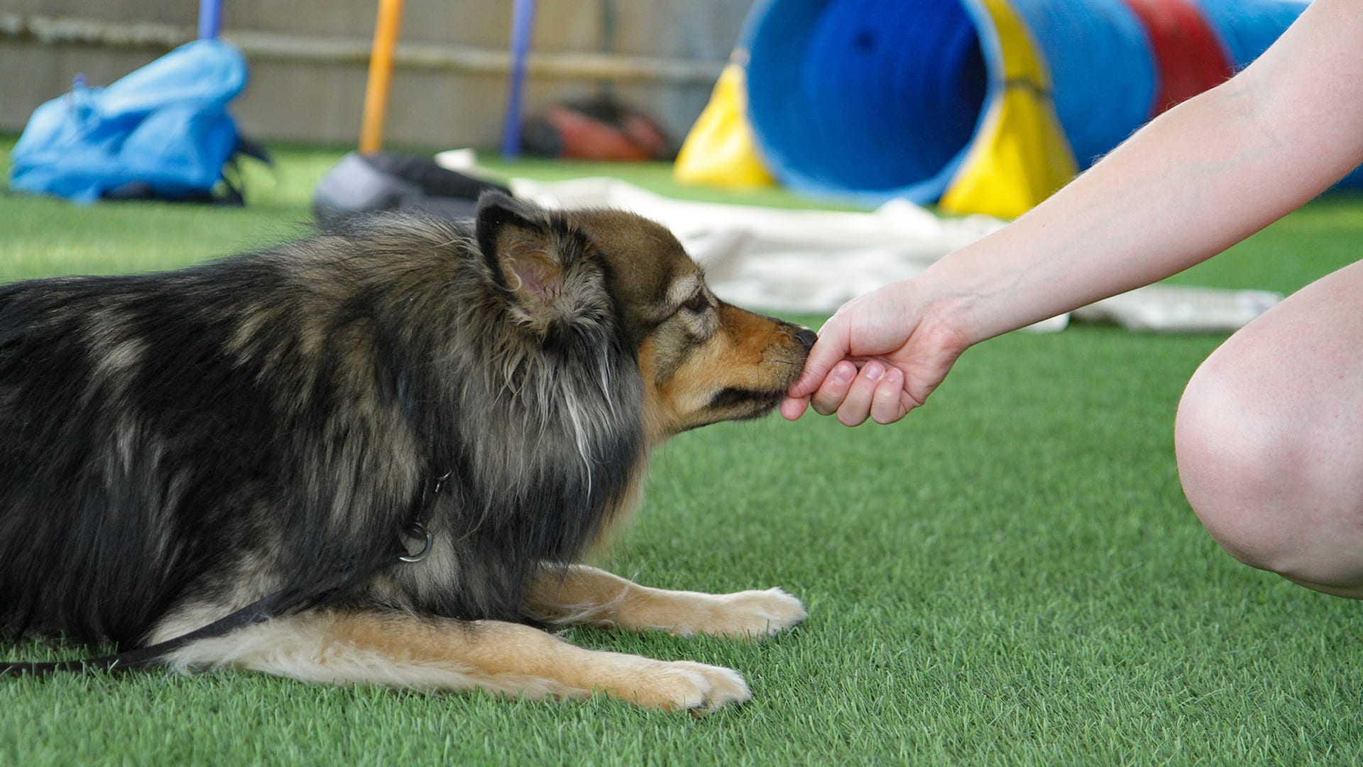 K1, J2: Vilkas Brenkku | Ymmärrä koiraasi | Yle Areena
