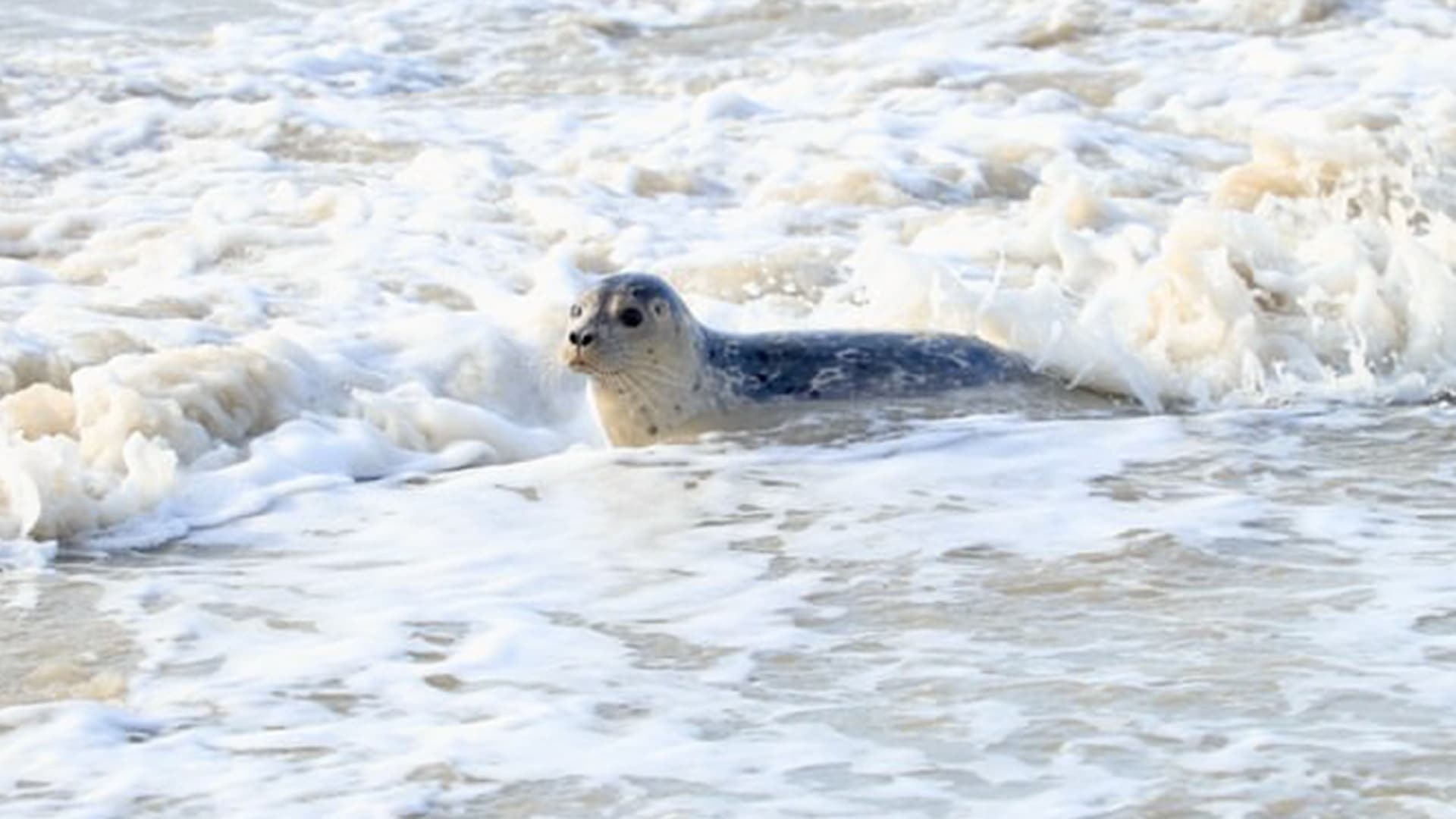 K2, J4: Hylje tarvitsee apua | Pohjoisen eläinlääkärit | Yle Areena