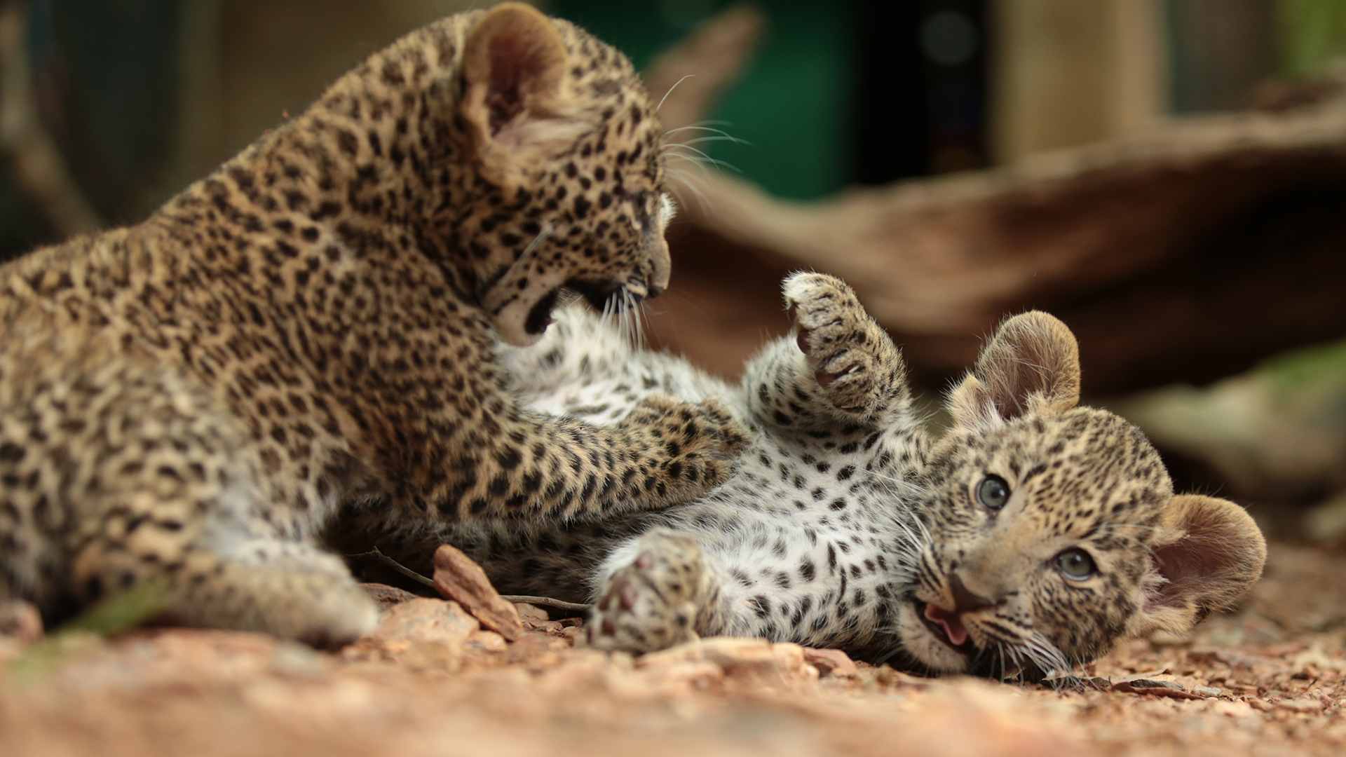 K1, J2: Gepardi ja virtahepo | Afrikan eläinten auttajat | Yle Areena