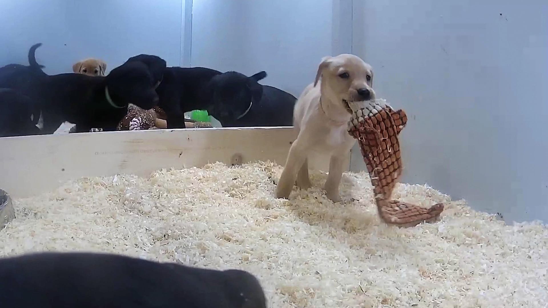 Pentulive 2021: Pentujen seitsemäs viikko | Pentulive | Yle Areena