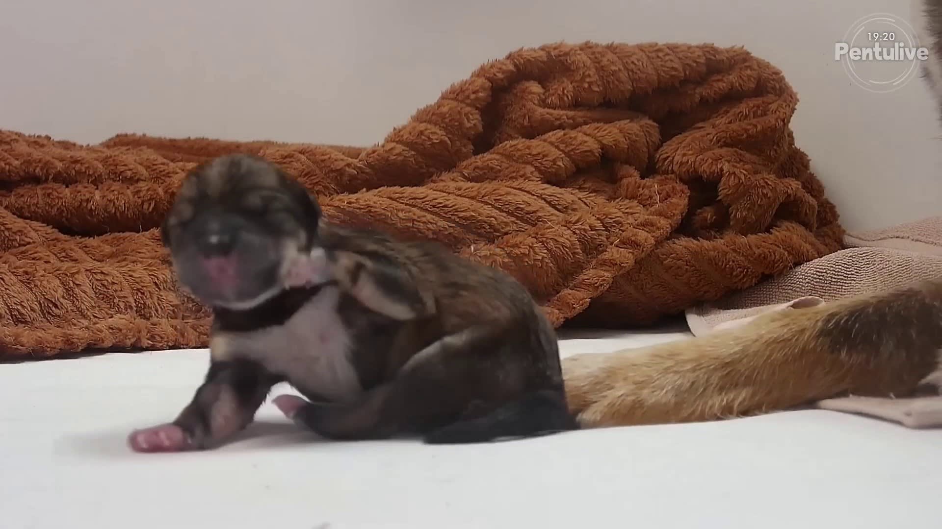 Möpsön ensimmäisen pennun ensihetket | Pentulive | Yle Areena