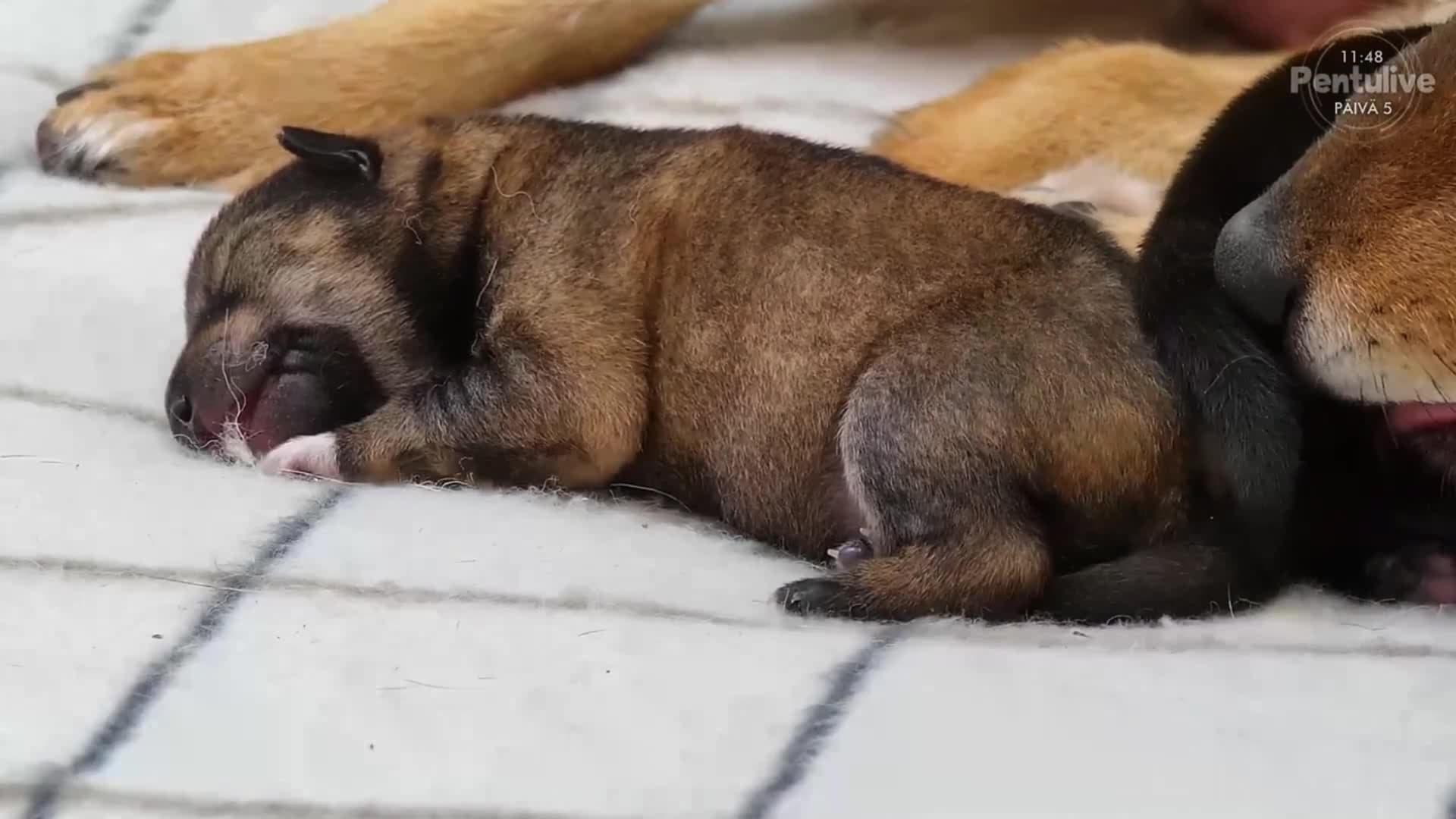 Pentulive 2022: Pentujen ensimmäinen viikko | Pentulive | Yle Areena