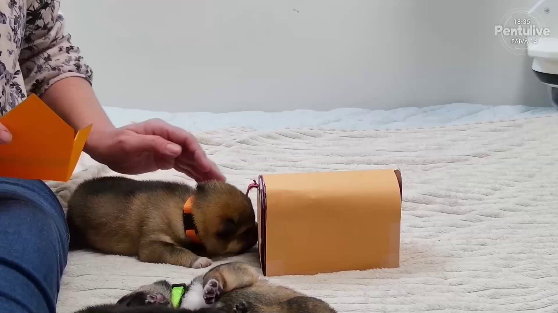 Pentujen nimiäiset | Pentulive | Yle Areena