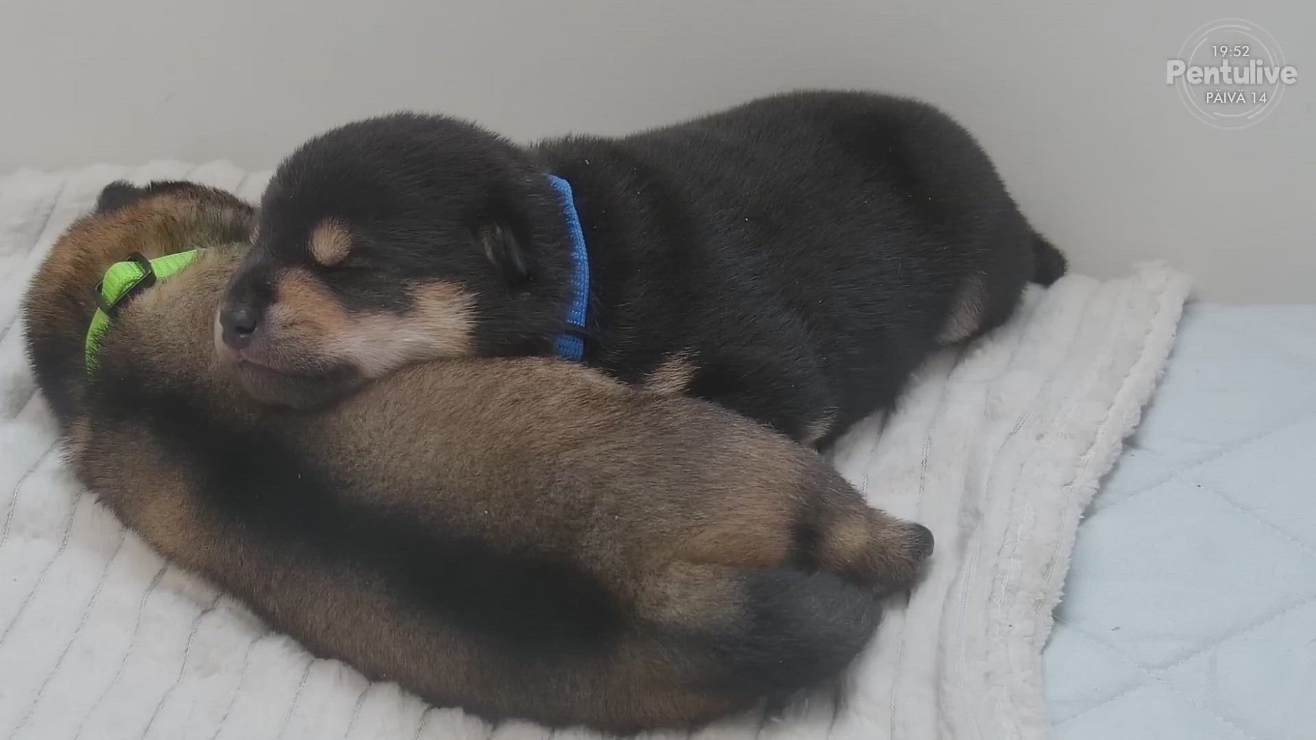 Pentulive 2022: Pentujen toinen viikko | Pentulive | Yle Areena