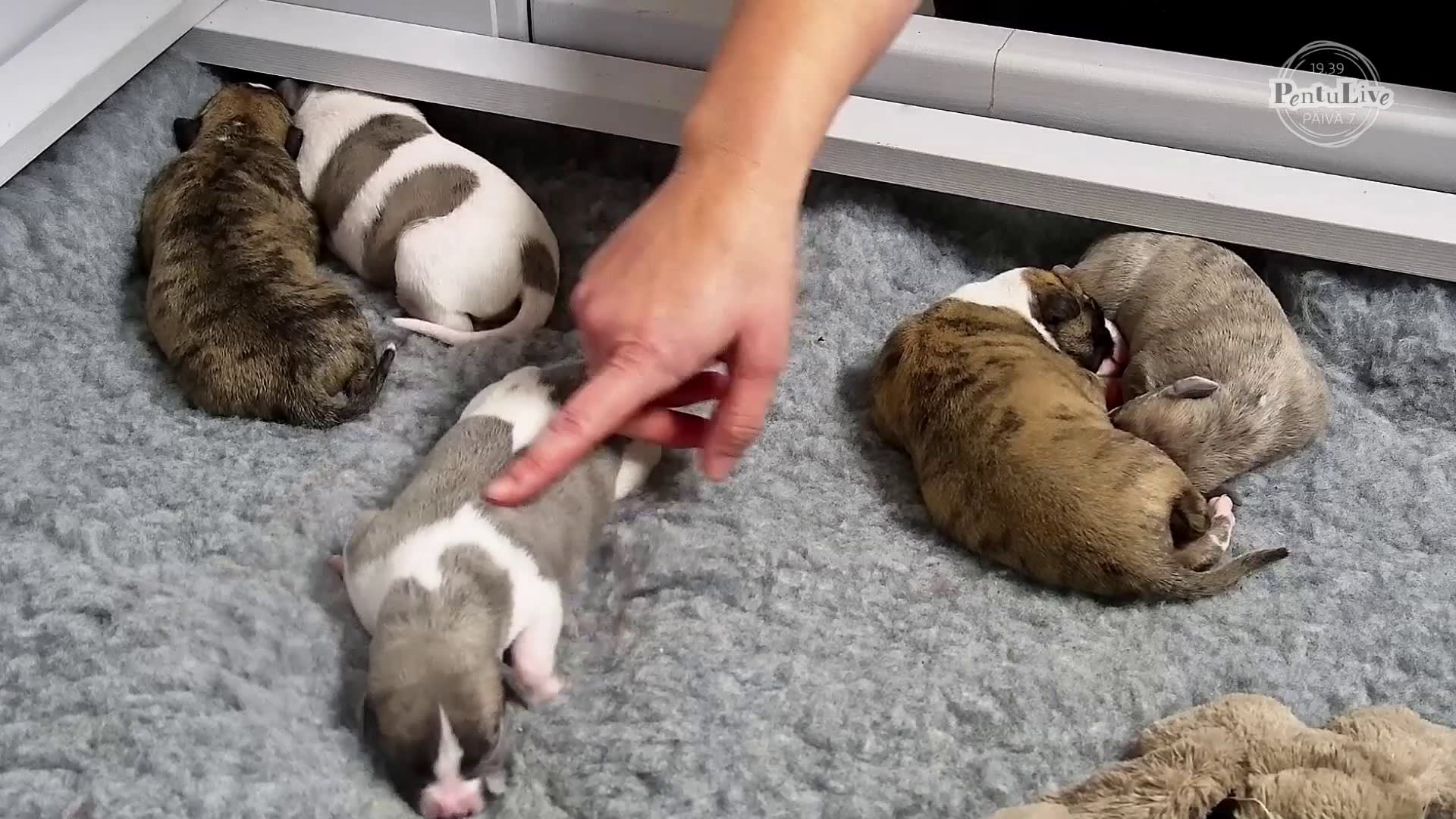 Kuinka pennut erottaa toisistaan | Pentulive | Yle Areena