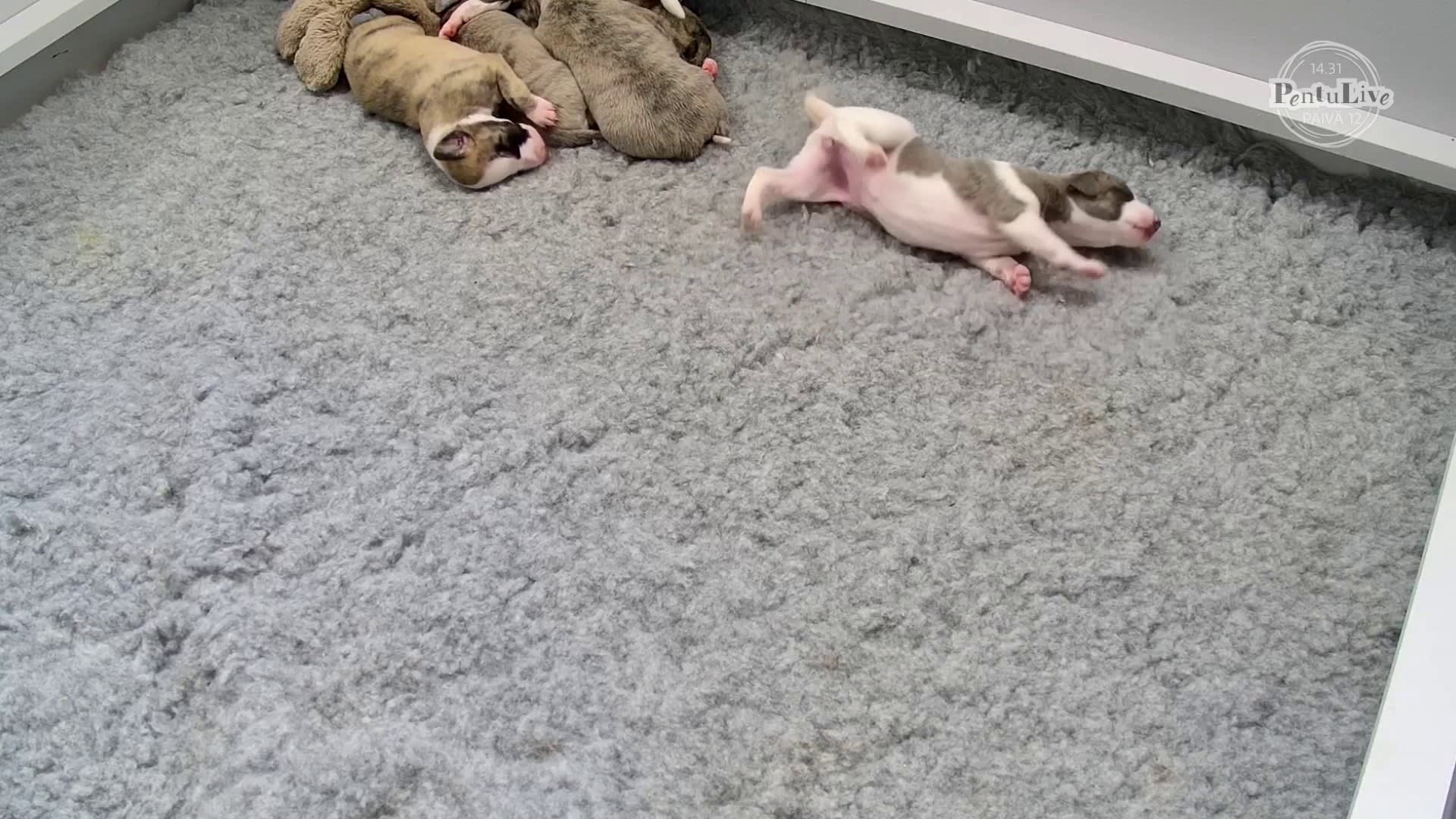 Pentujen kävelytreeniä | Pentulive | Yle Areena