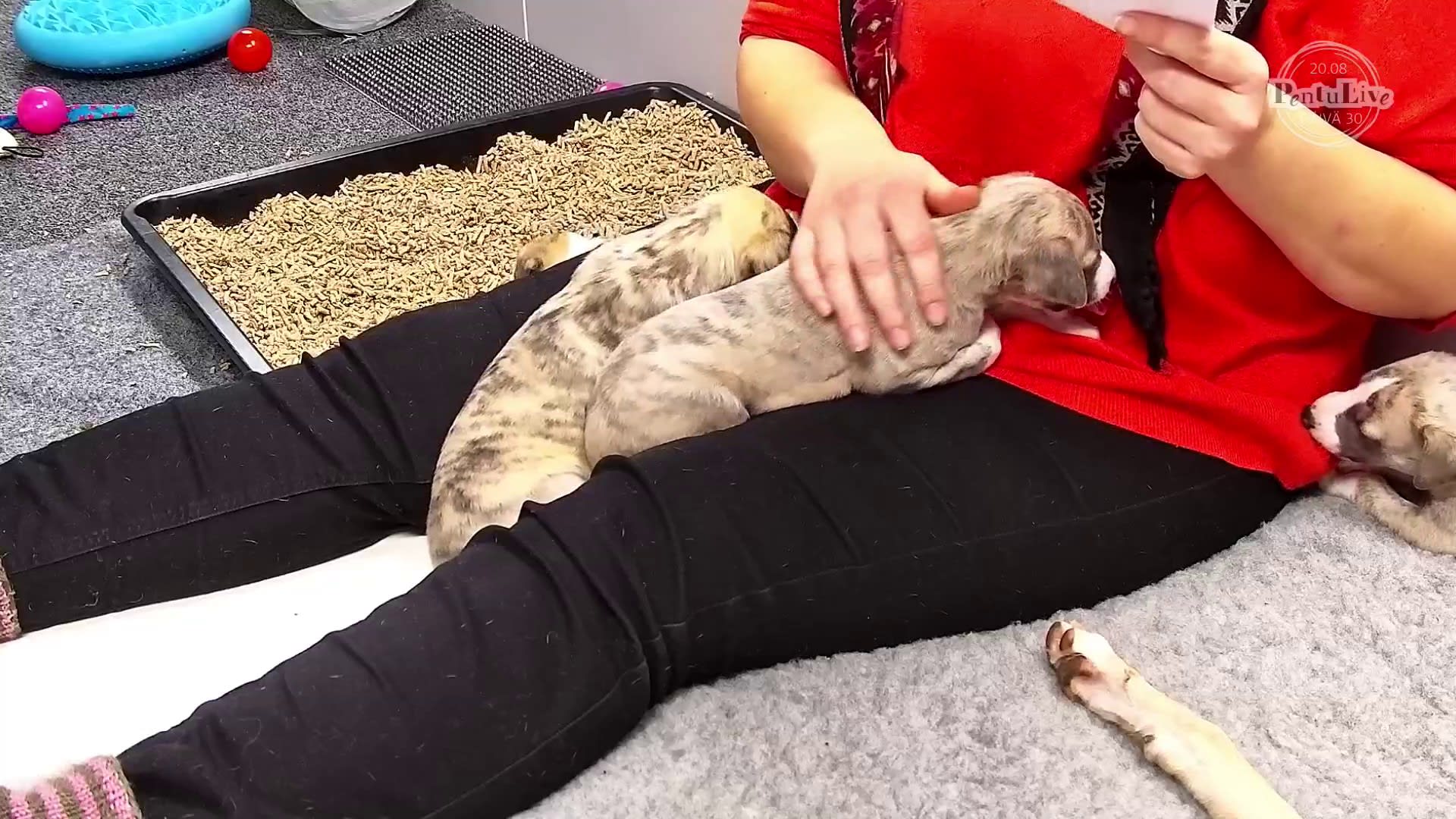 Pentujen ensimmäinen iltasatutuokio | Pentulive | Yle Areena