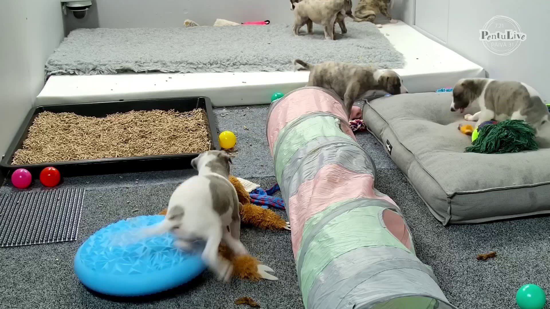 Pentujen aamuvillit | Pentulive | Yle Areena