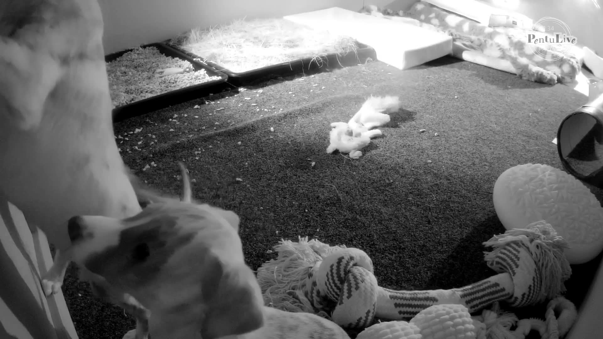 Pentujen pakoreissu | Pentulive | Yle Areena