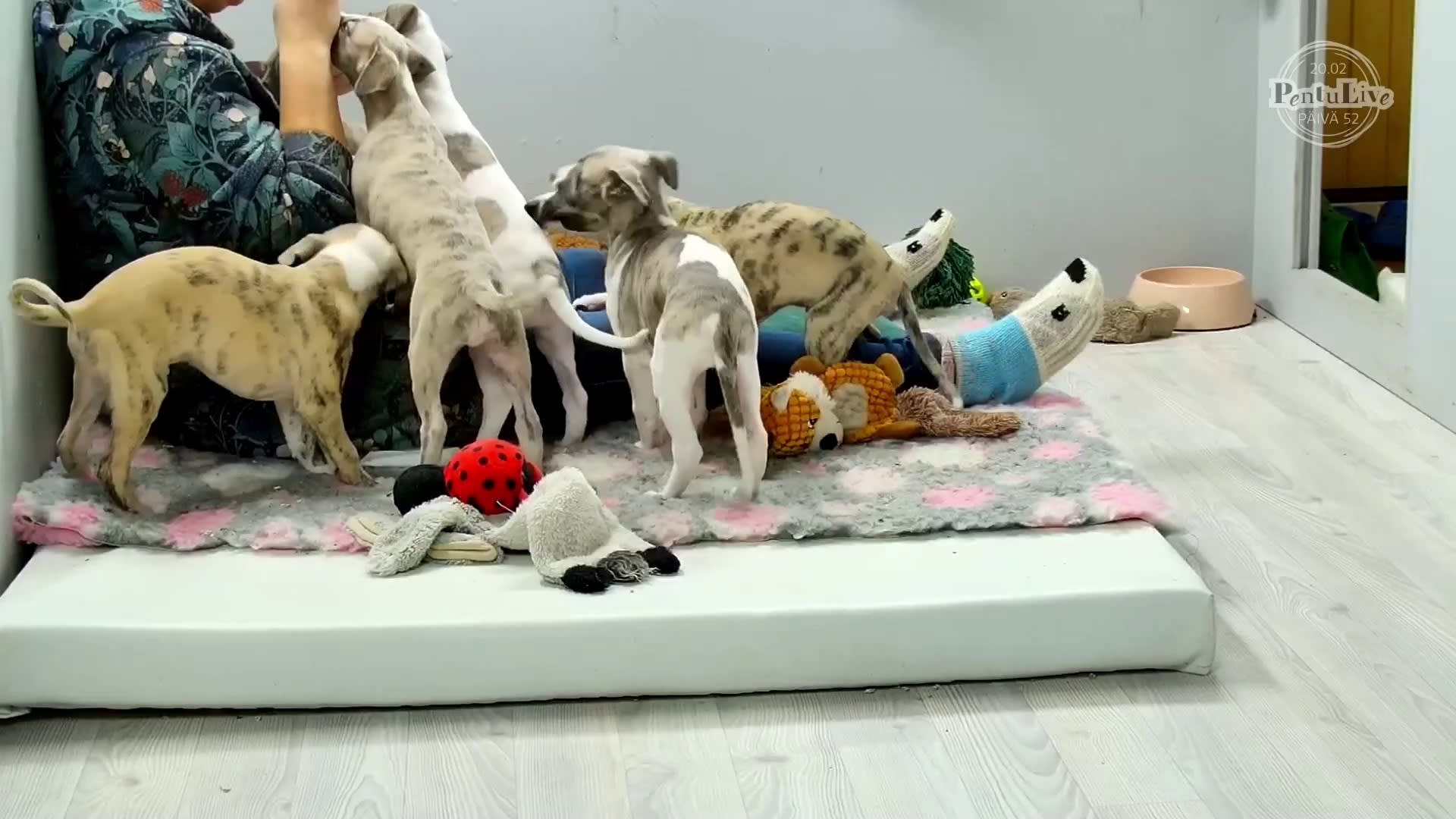 Pentujen hampaidenpesuhetki | Pentulive | Yle Areena