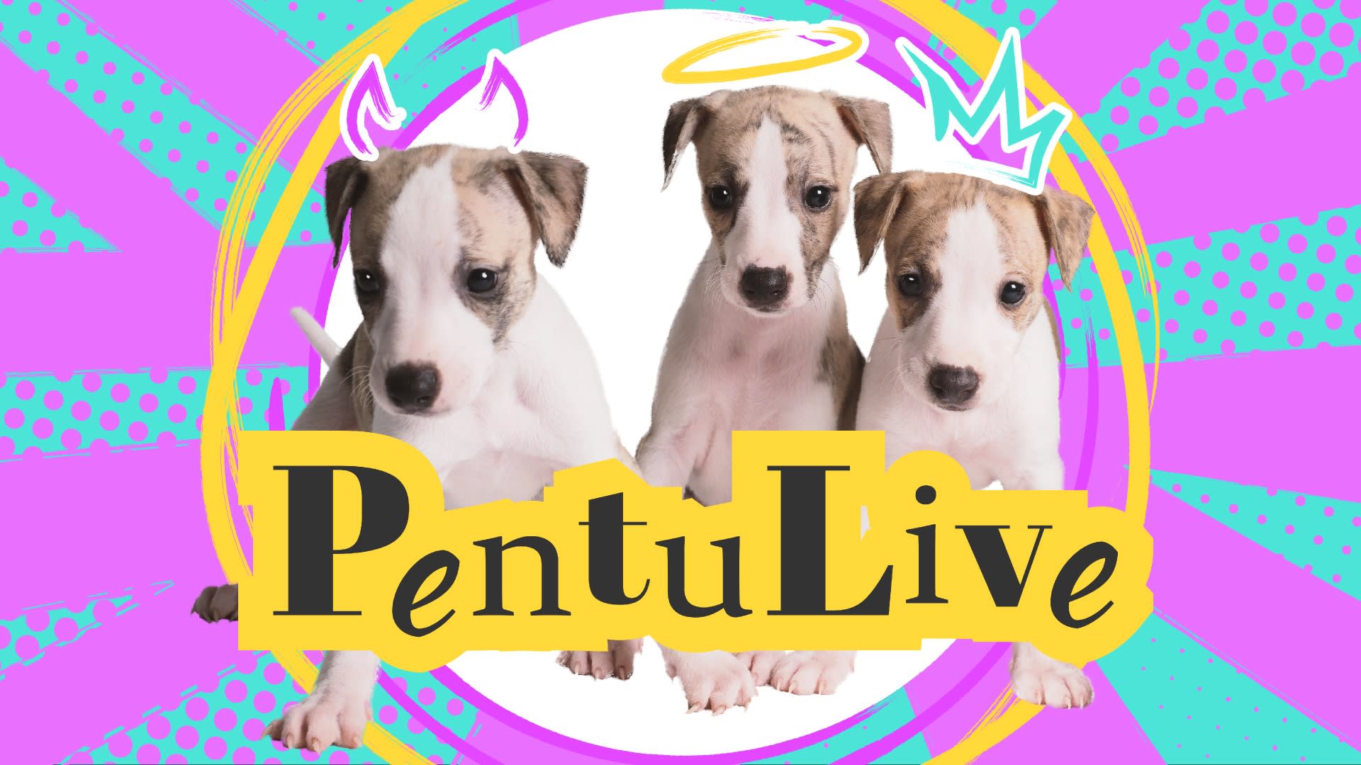 Pentuliven parhaat palat 2023: Sinin ja pentujen 8 viikkoa | Pentulive | Yle Areena