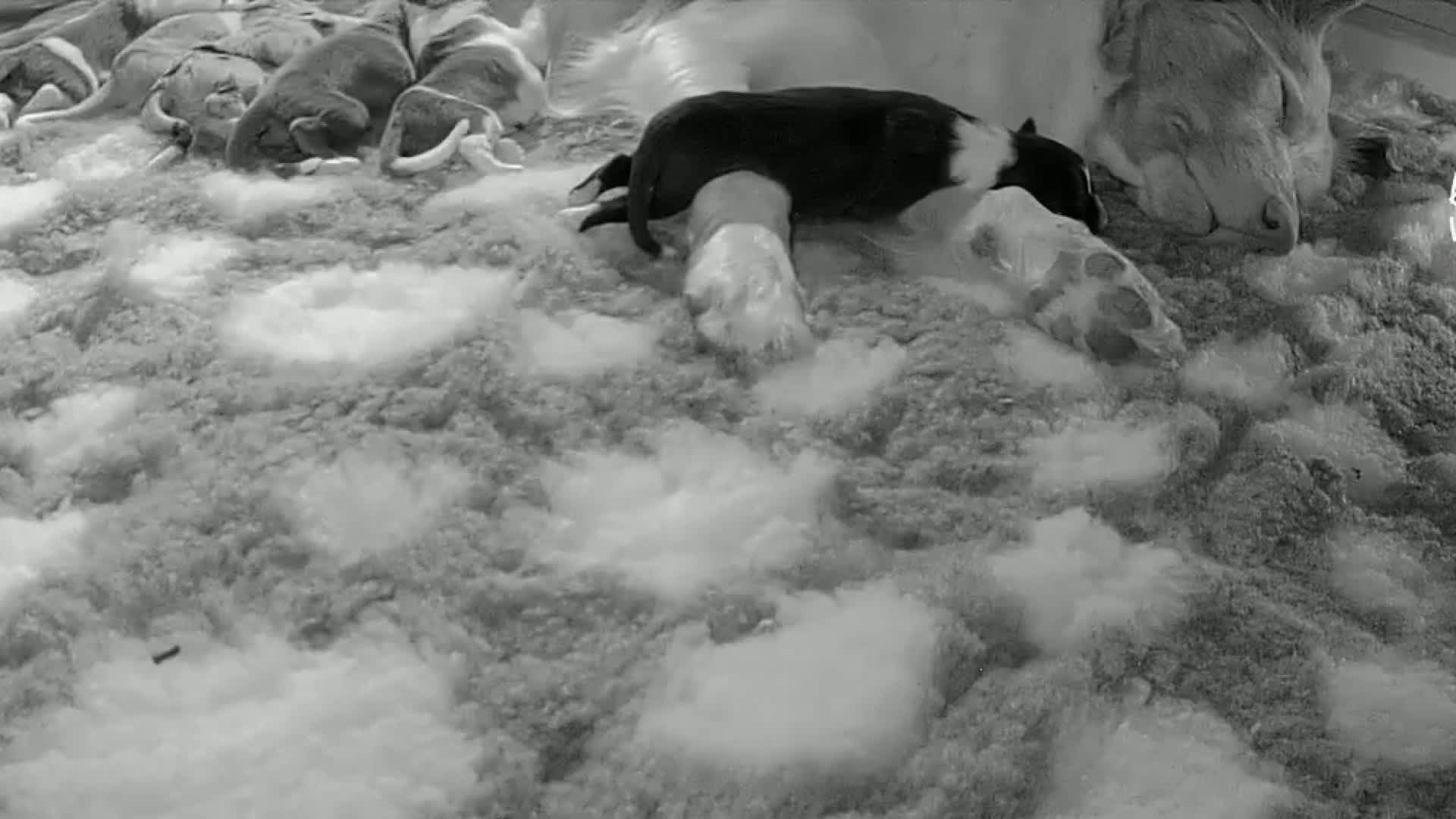 Loimun kämmenellä | Pentulive | Yle Areena