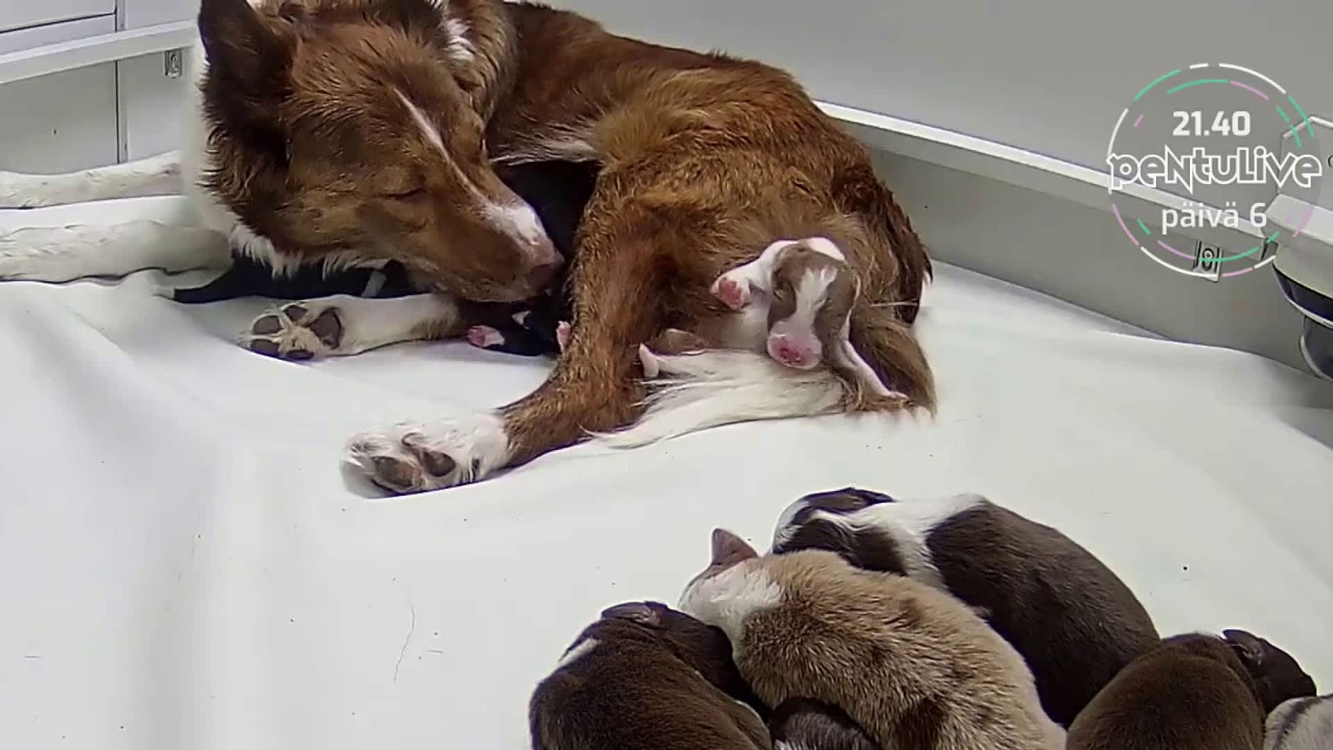 Kuin uudestisyntynyt | Pentulive | Yle Areena