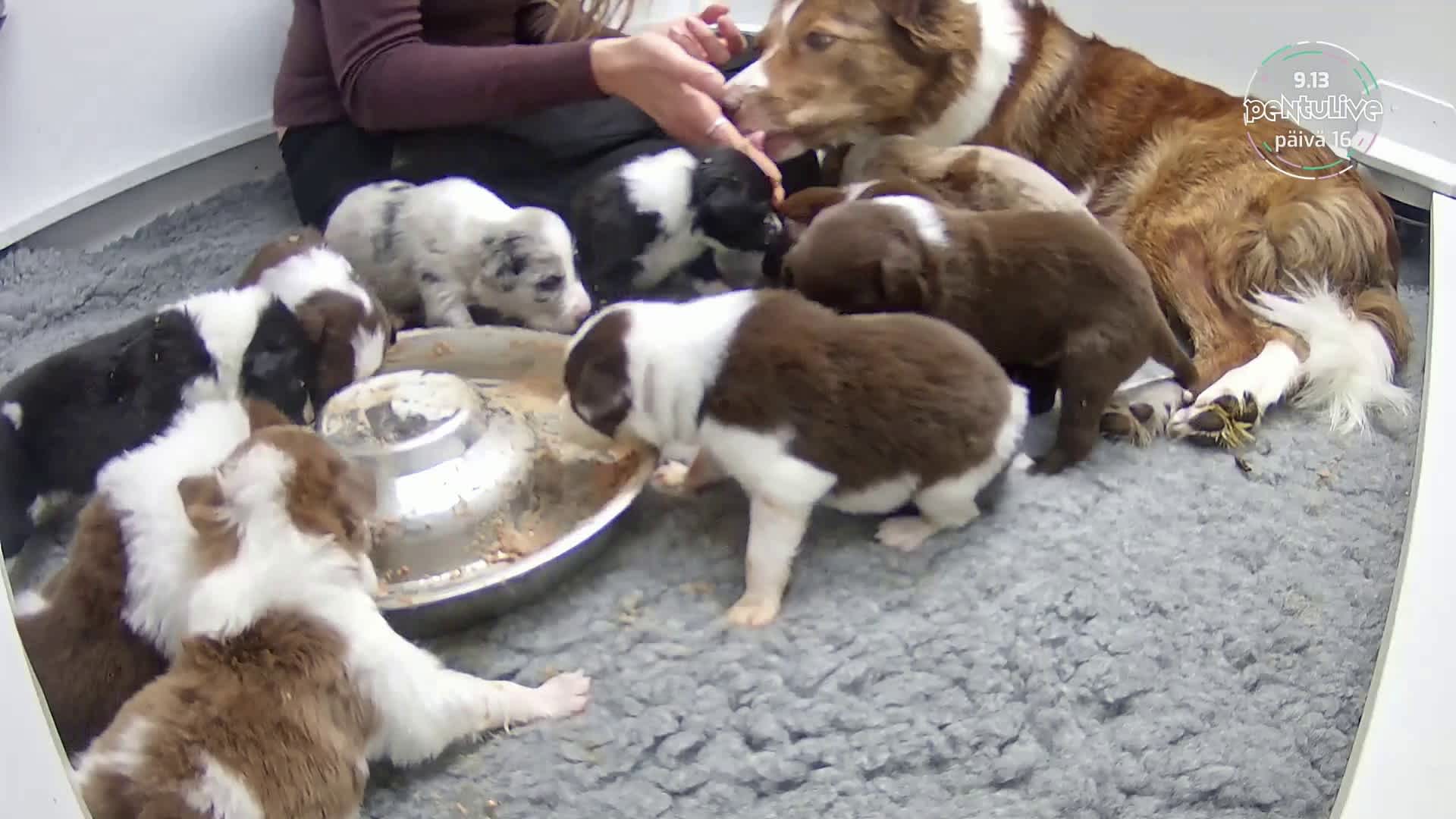 Pennut pääsivät kokeilemaan ruokakupista syömistä | Pentulive | Yle Areena