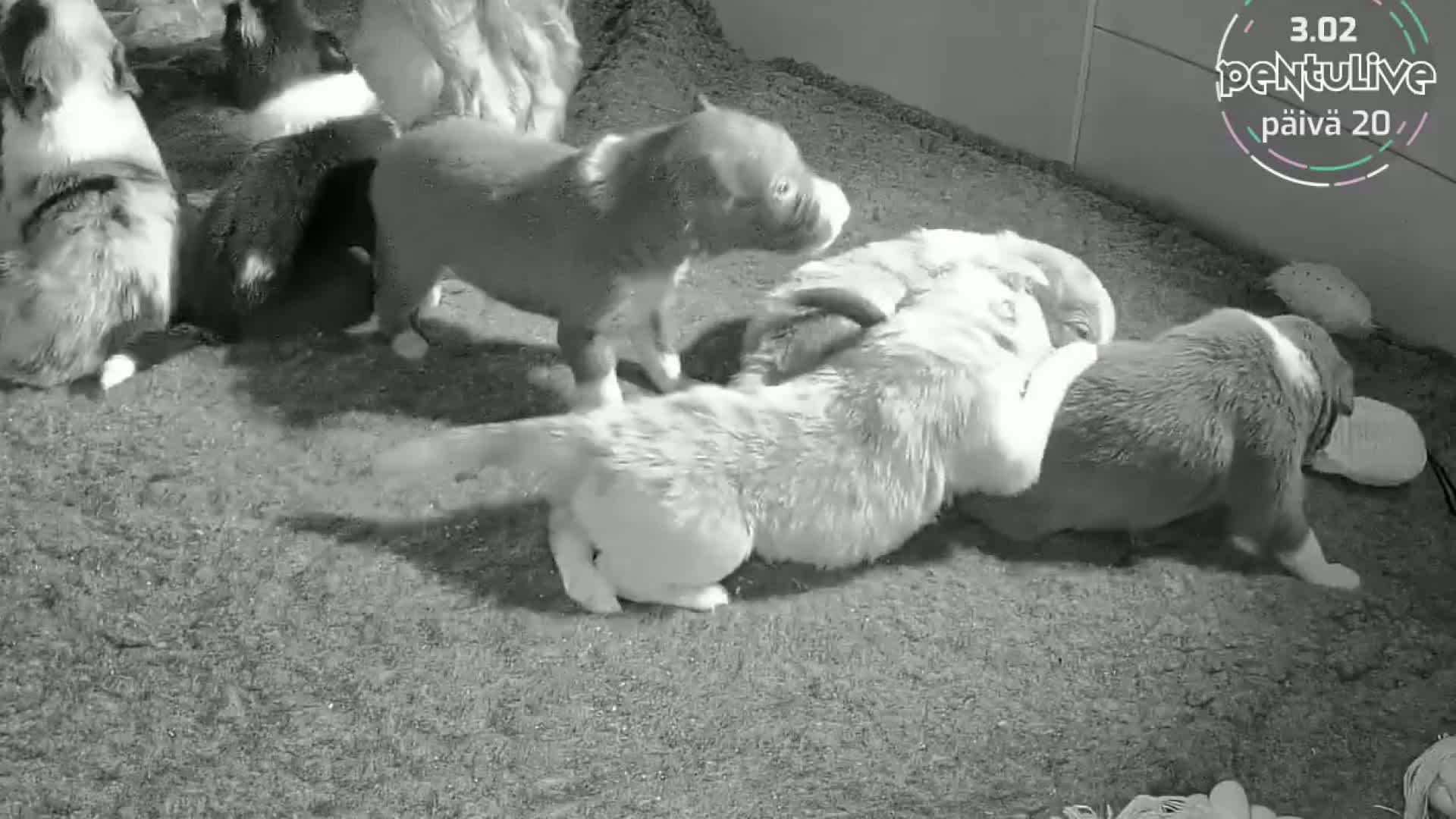 Kiva kuulla näin kolmelta aamuyöstä | Pentulive | Yle Areena