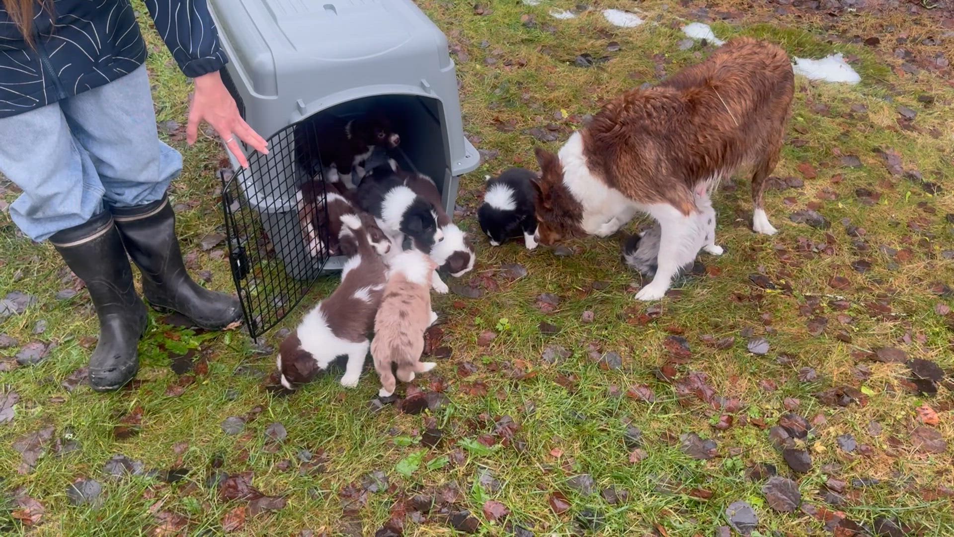 Pentujen ensiaskeleet ulkomaailmassa | Pentulive | Yle Areena