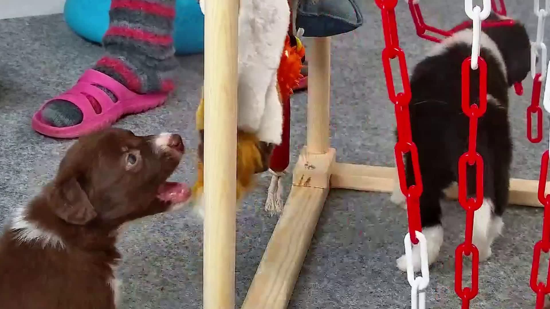 Pentujen uusi lelu: Megasekoilutin 2024 | Pentulive | Yle Areena