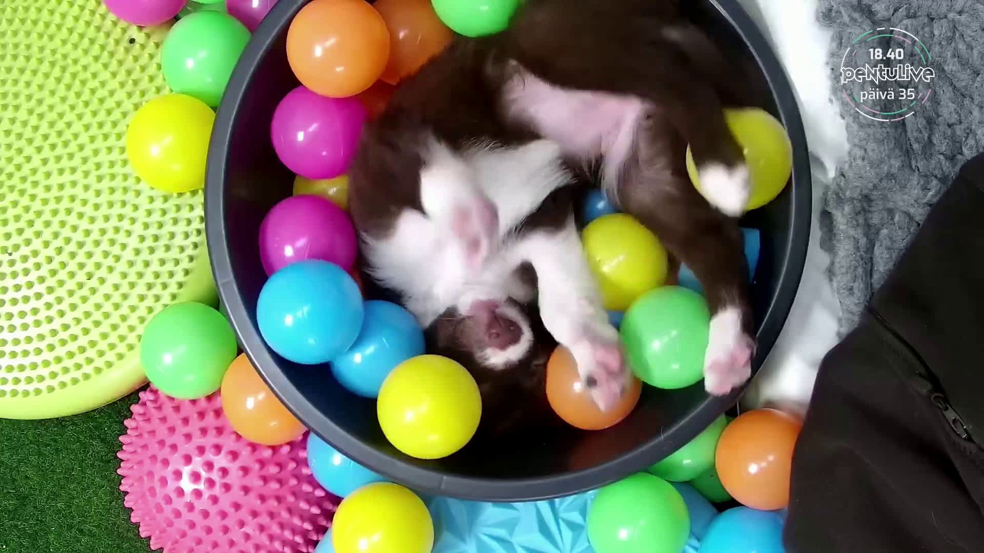 Säde otti kauneusunet pallopedissä | Pentulive | Yle Areena