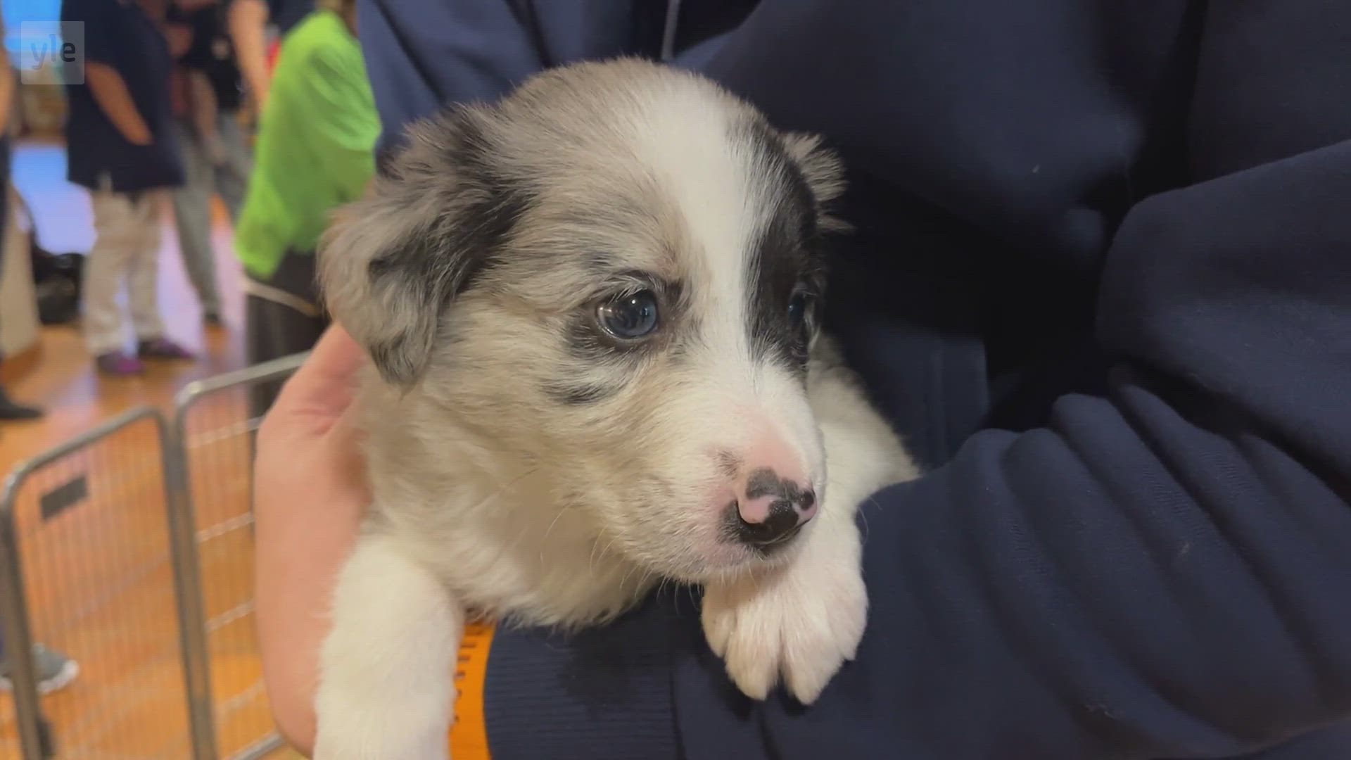 Pennut vierailulla | Pentulive | Yle Areena