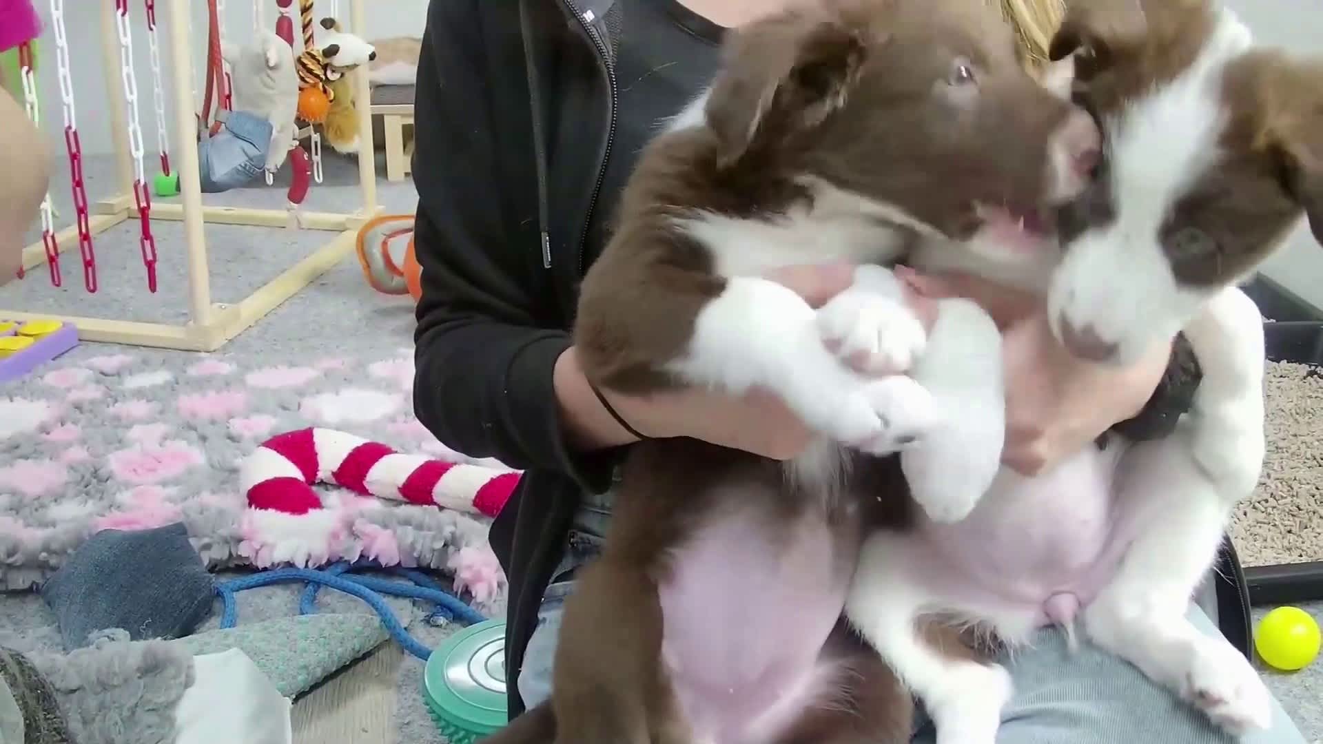 Hei, hei, Pentuliven katsojat! Toivoo Kulo ja Pilke | Pentulive | Yle Areena