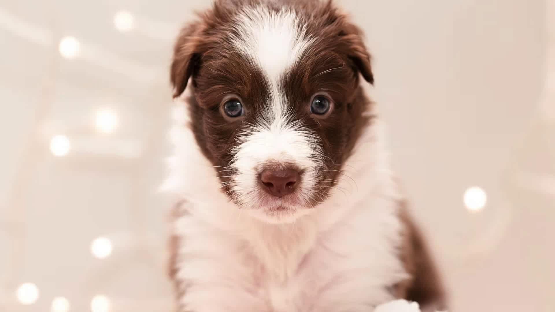 Tuikkeen potretit | Pentulive | Yle Areena